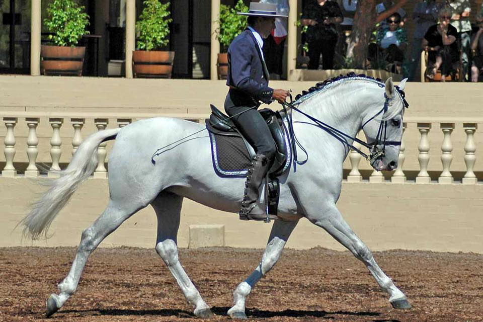 Jose Mendez - ASK and you shall receive - Equestrian Hub