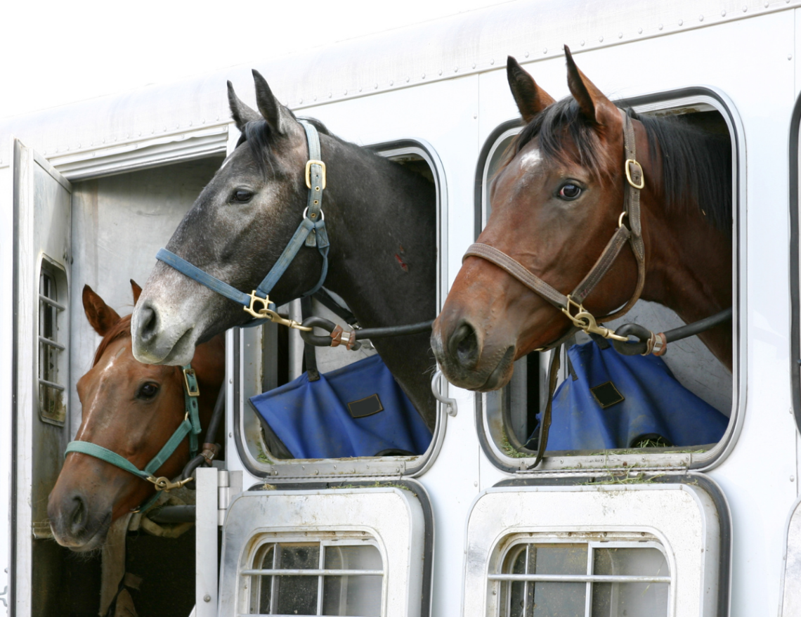 Pros and Cons of Modern Flooring Solutions for Horse Floats ...