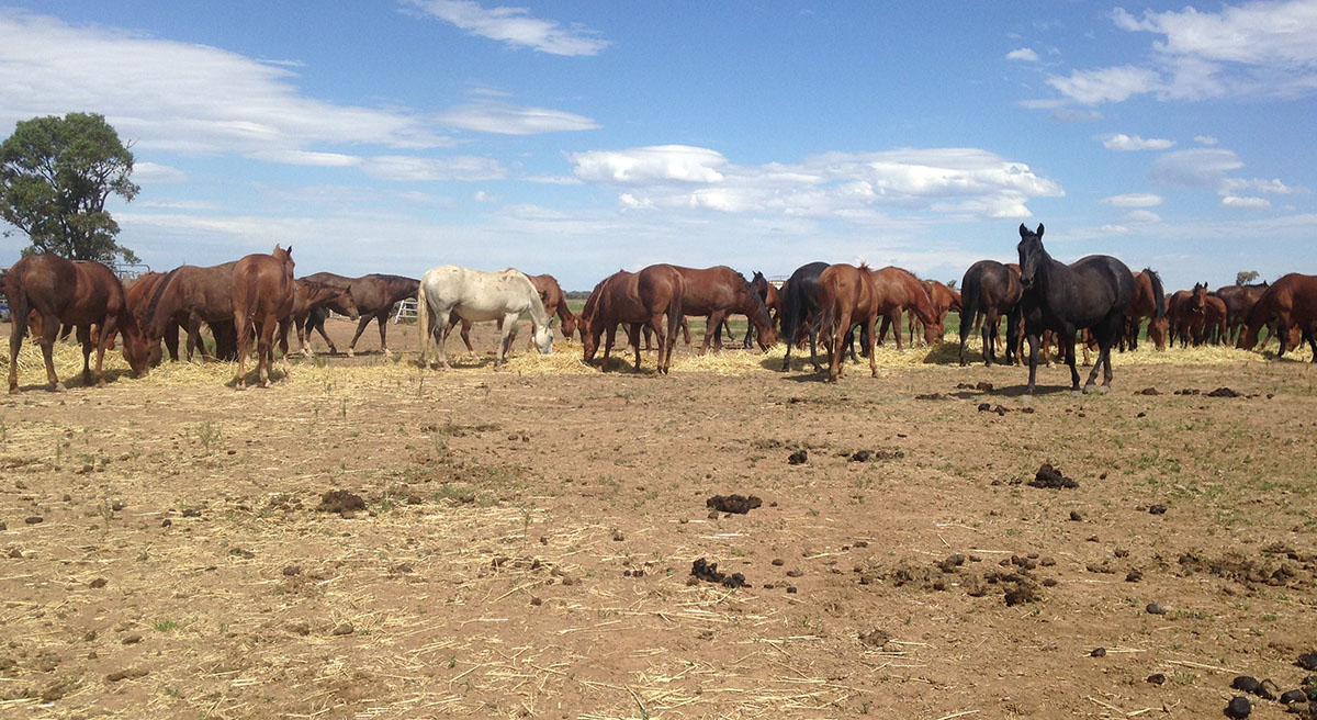 Sunshine Coast Equestrian Community to the Rescue - Equestrian Hub