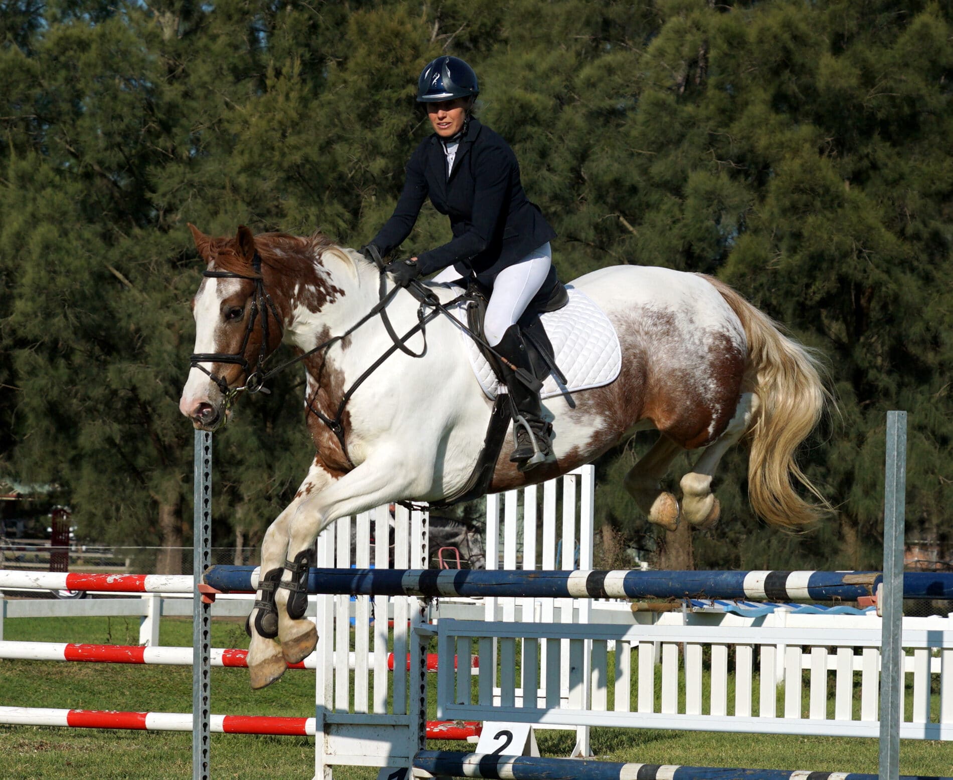 Mentoring Program - Equestrian Hub