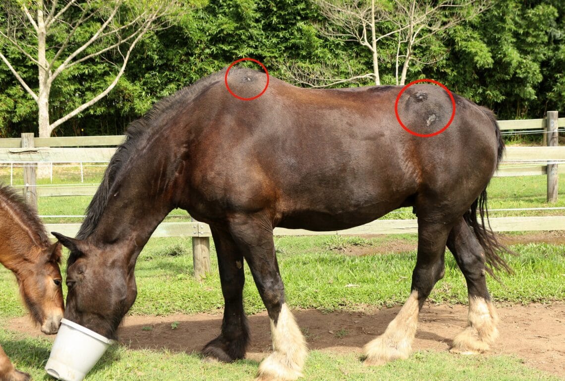 Identifying the Itch: Symptoms, Diagnosis, Prevention and Treatments ...