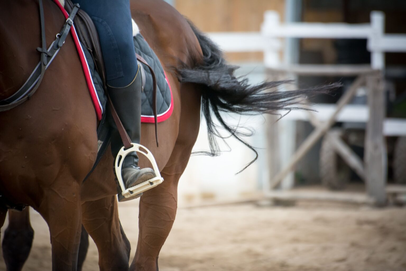The riders’ Guide to the Stirrup Galaxy - Equestrian Hub