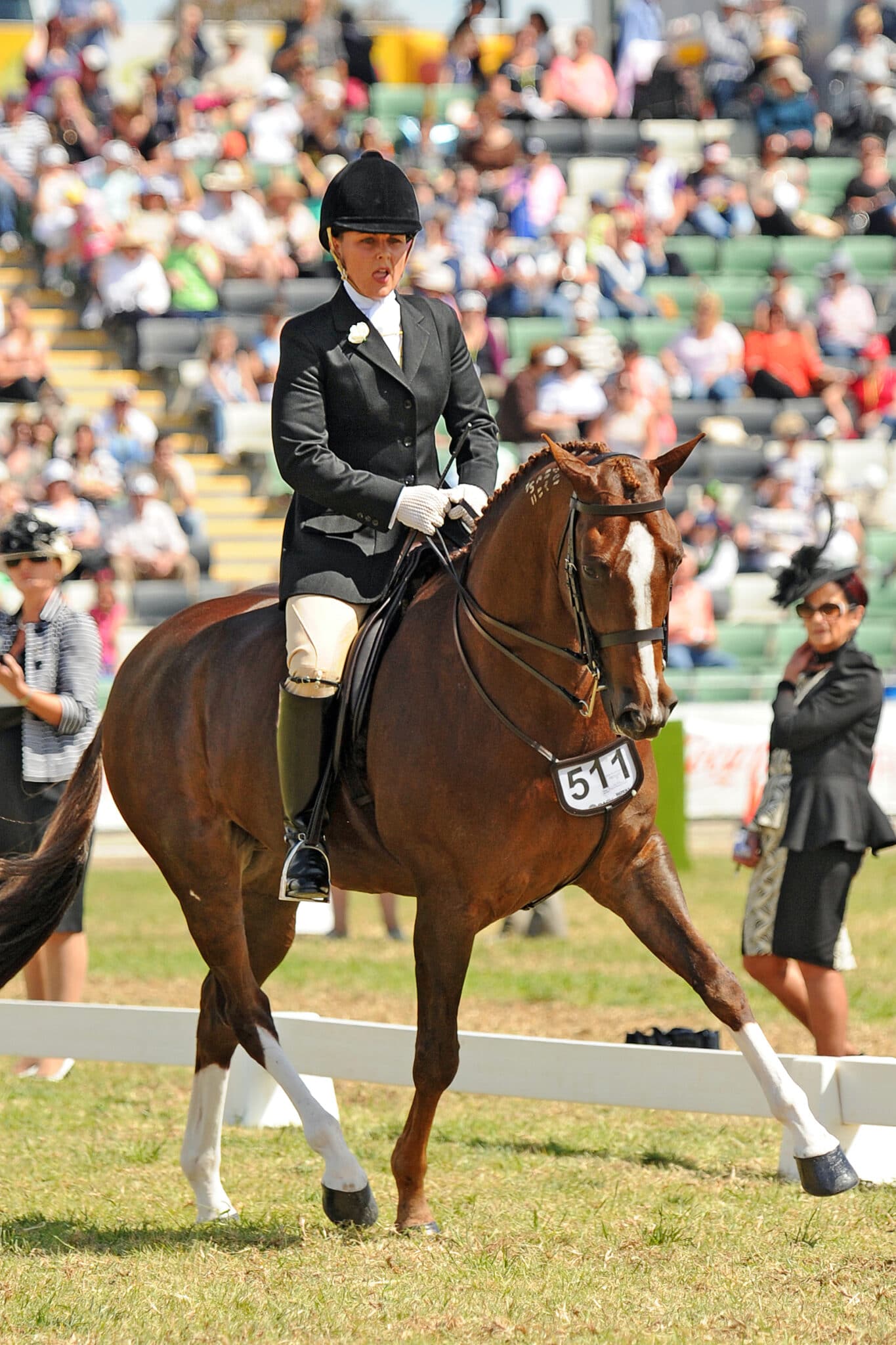 Breed Feature: The Standardbred - Equestrian Hub