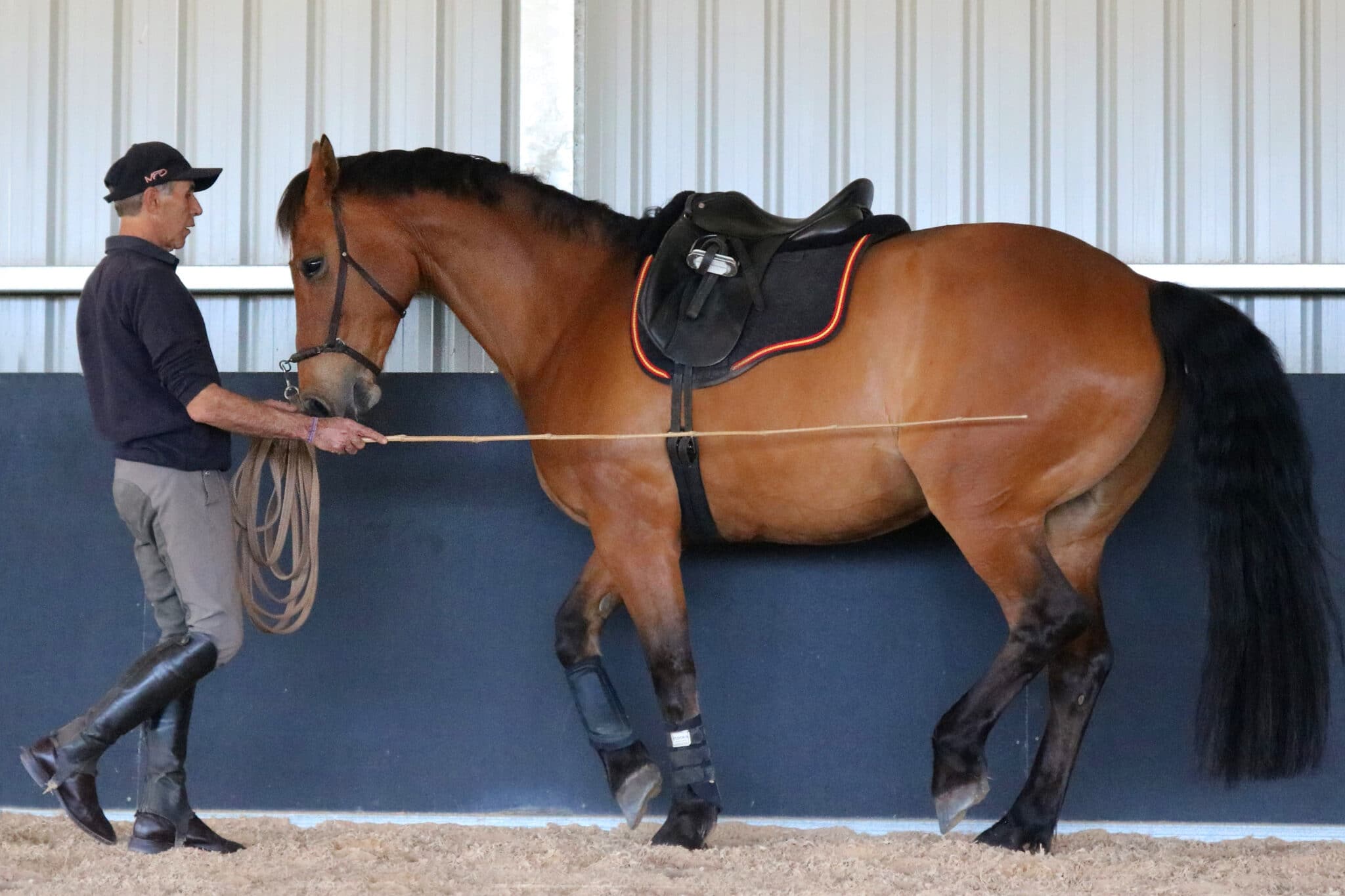 Training Tip: The Forgotten Art of Patience - Teaching Laterals to ...