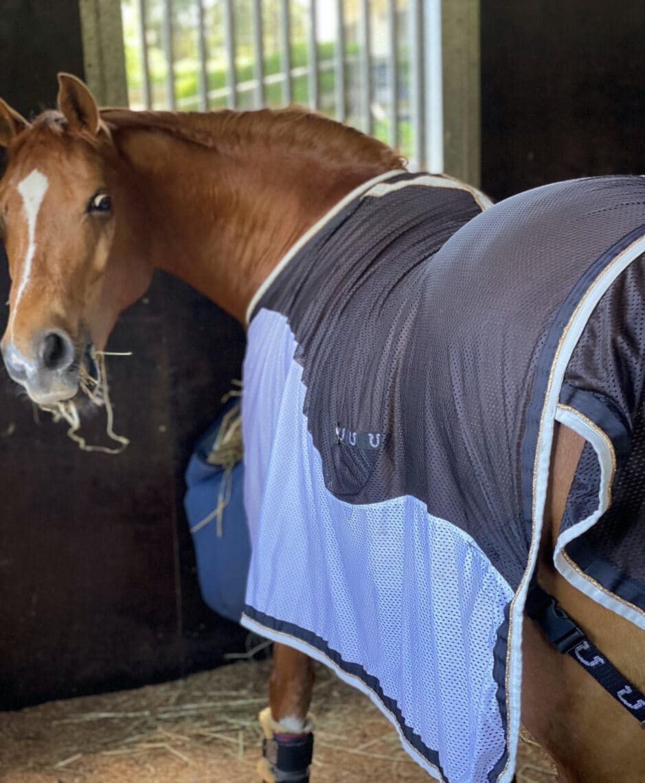 Rugging in the Summer Months - Equestrian Hub