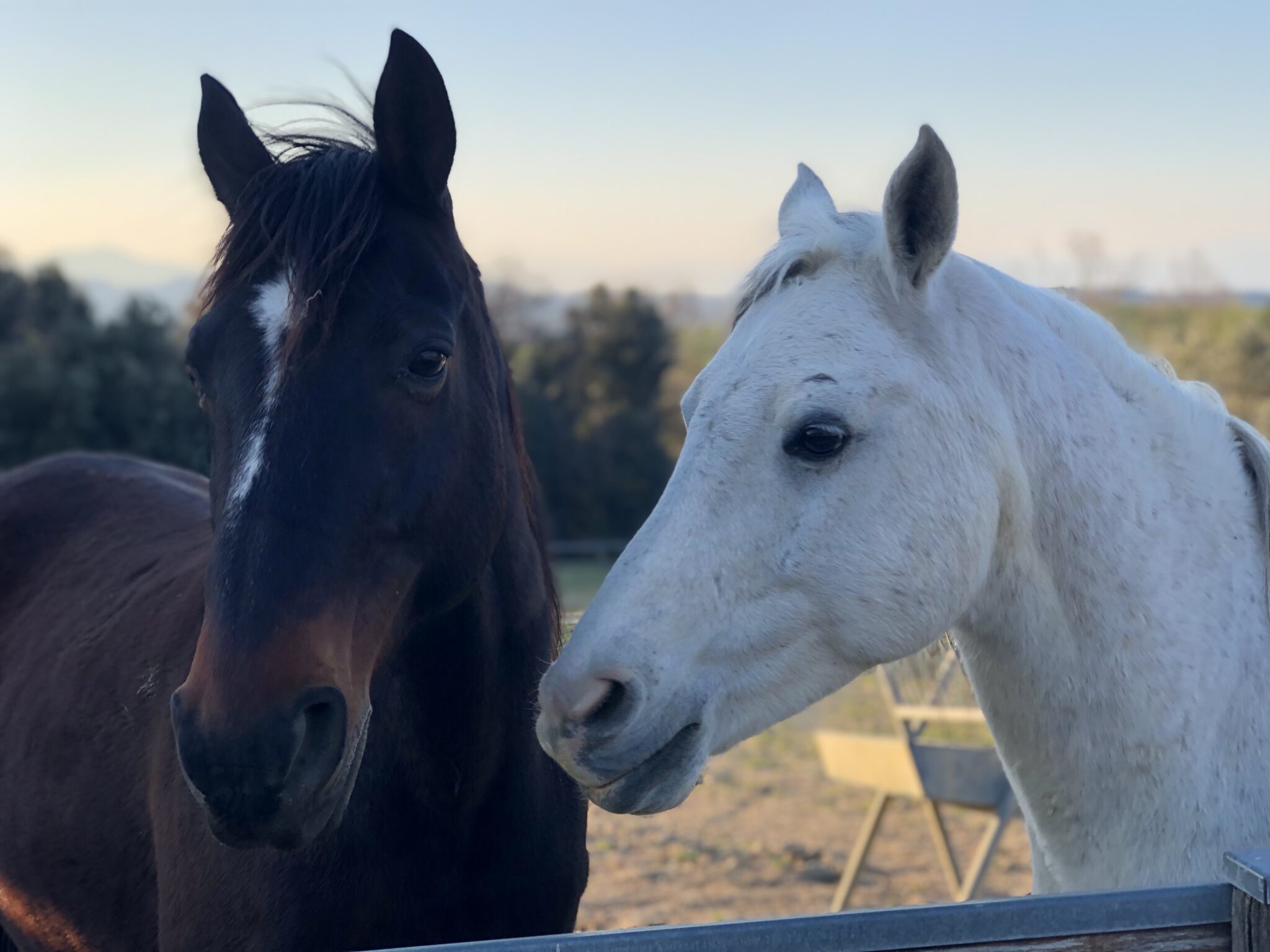 Happy Retirement: An Enriched Life For Your Retired Horse - Equestrian Hub
