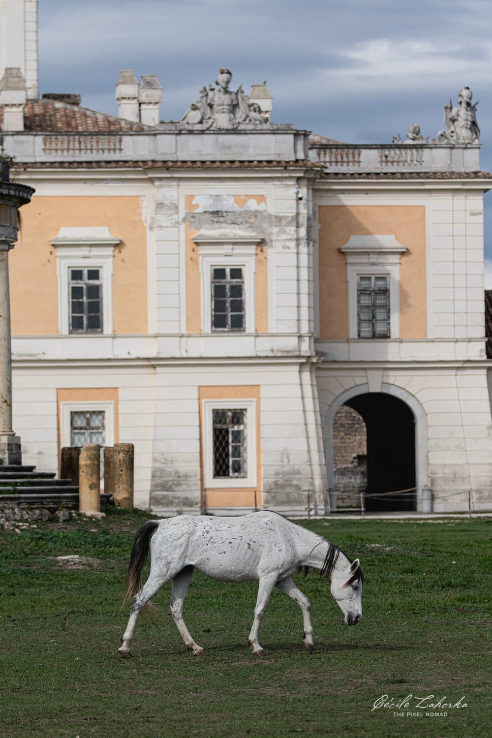 Rare Horse Breeds: Stunning Southern Italian Horse Breeds You May Have ...
