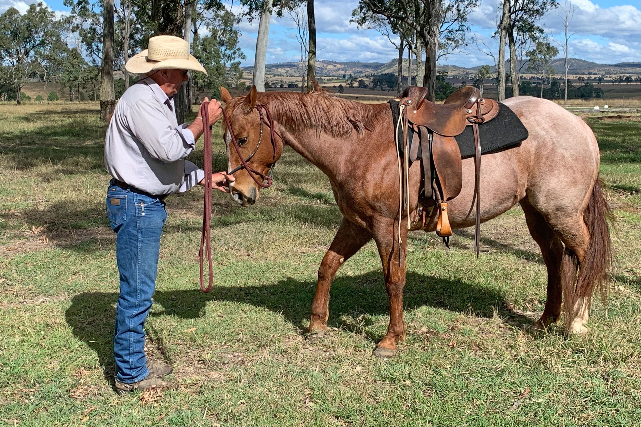 From the ground up: Rodeoing, training, breeding, showing - Equestrian Hub