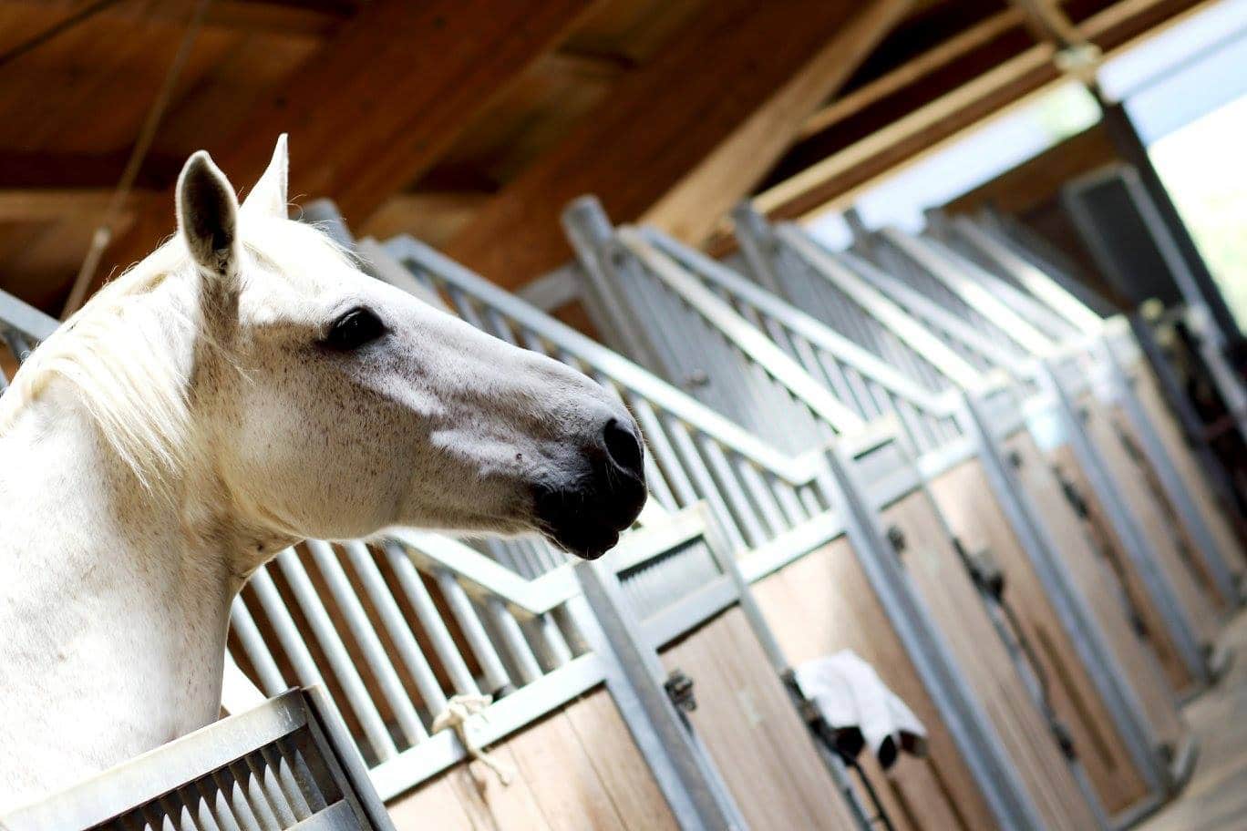 Sustainable Stables Around The World - Equestrian Hub