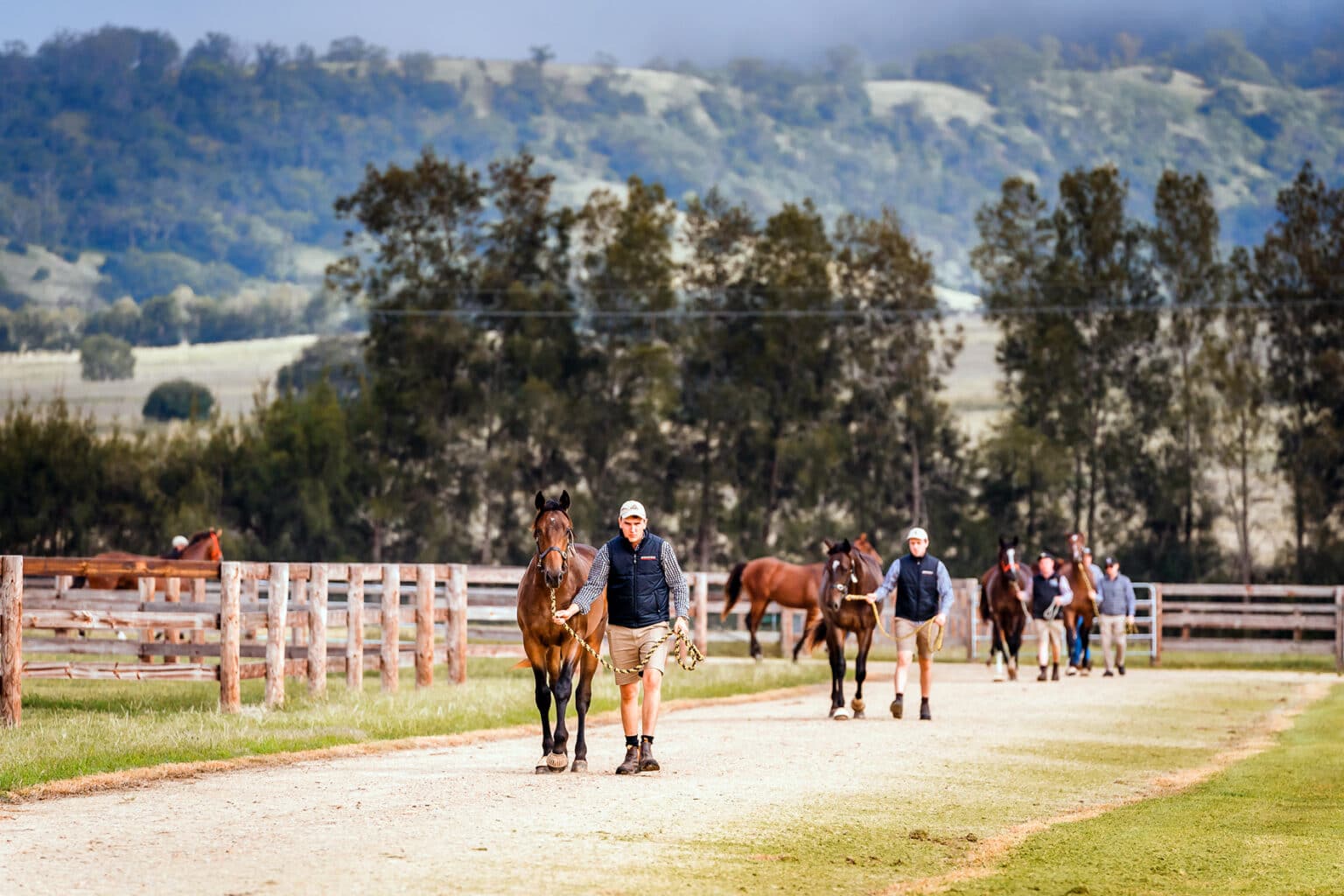 Arrowfield Stud: Horse heaven in the Hunter - Equestrian Hub