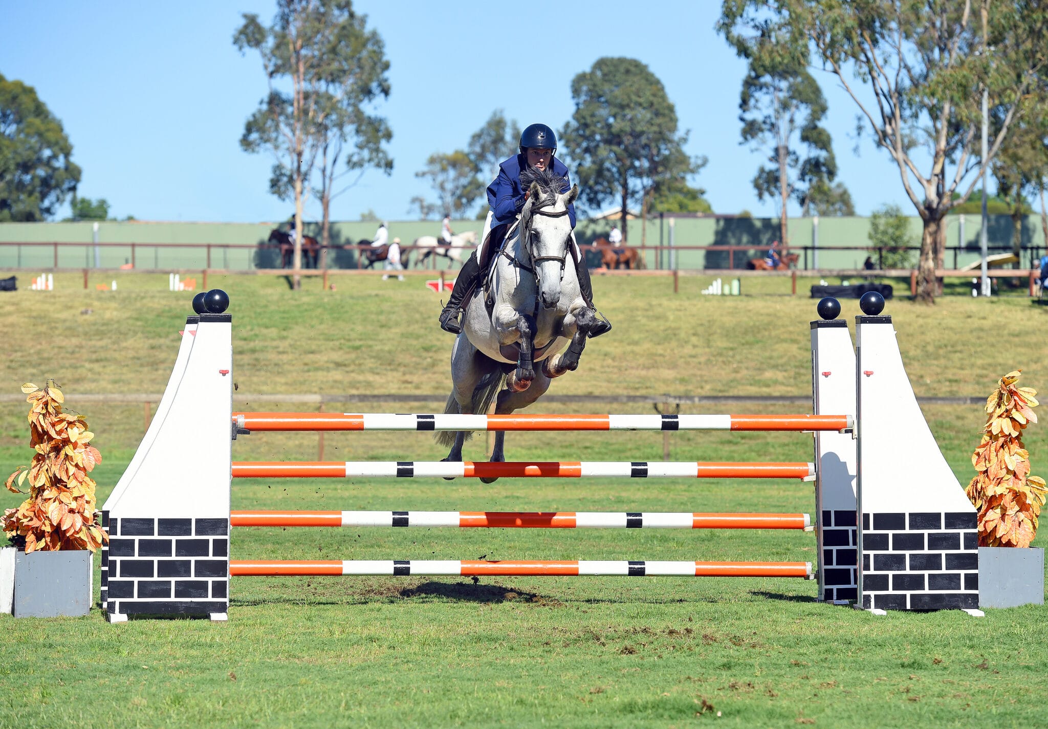 Brister's Brief: Teaching young horses to jump - part 1 - Equestrian Hub