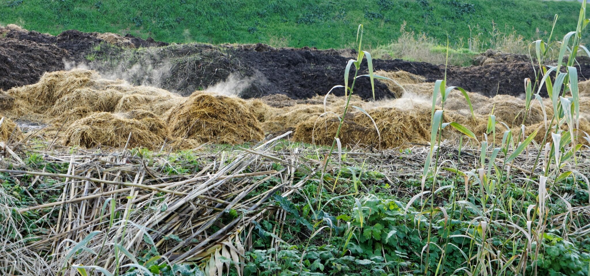 Fly Control: 5 Tips to Keep Flies and Insects at Bay This Summer ...