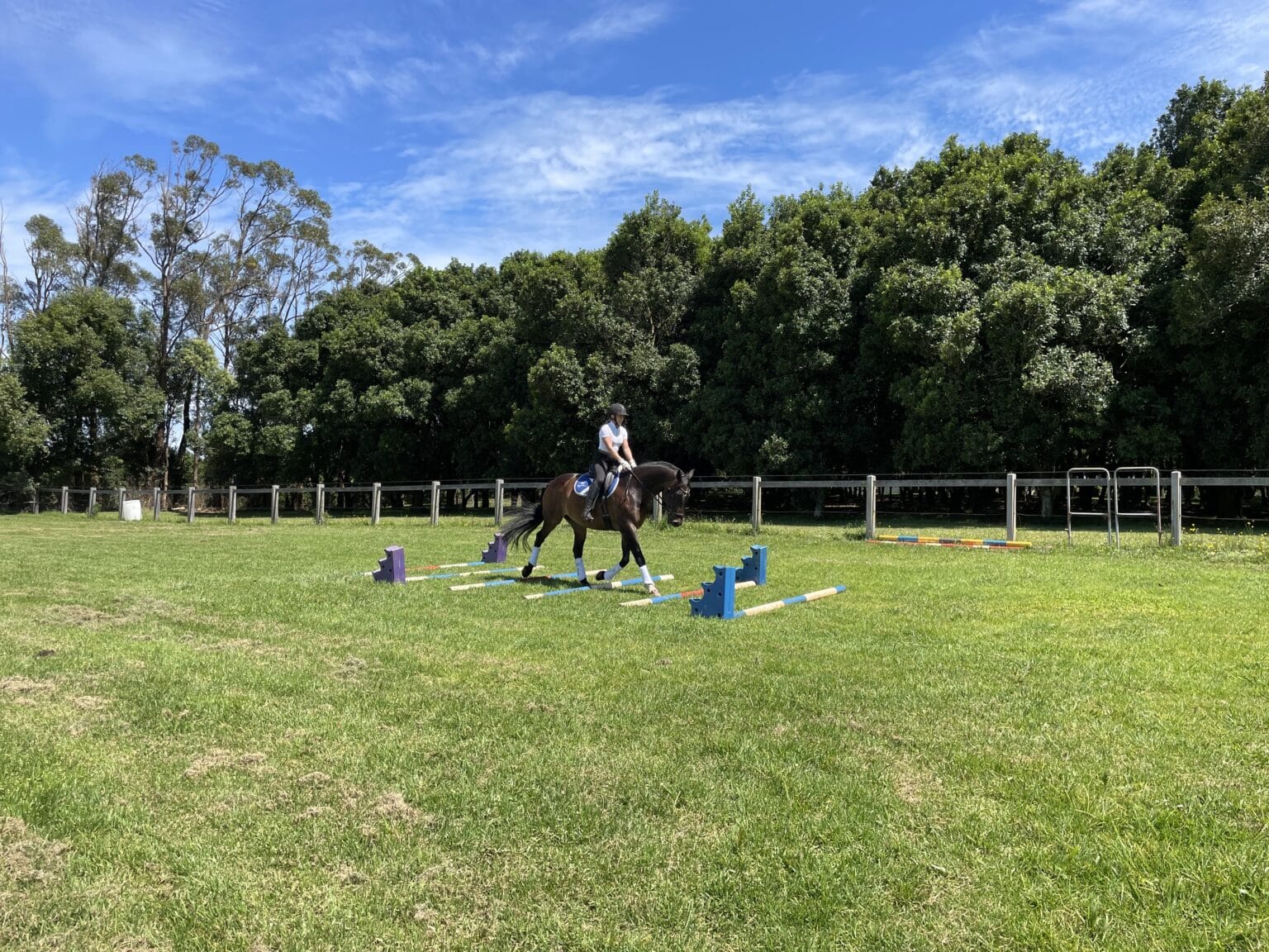 6 Simple Trot Pole Exercises To Build Strength & Conditioning ...