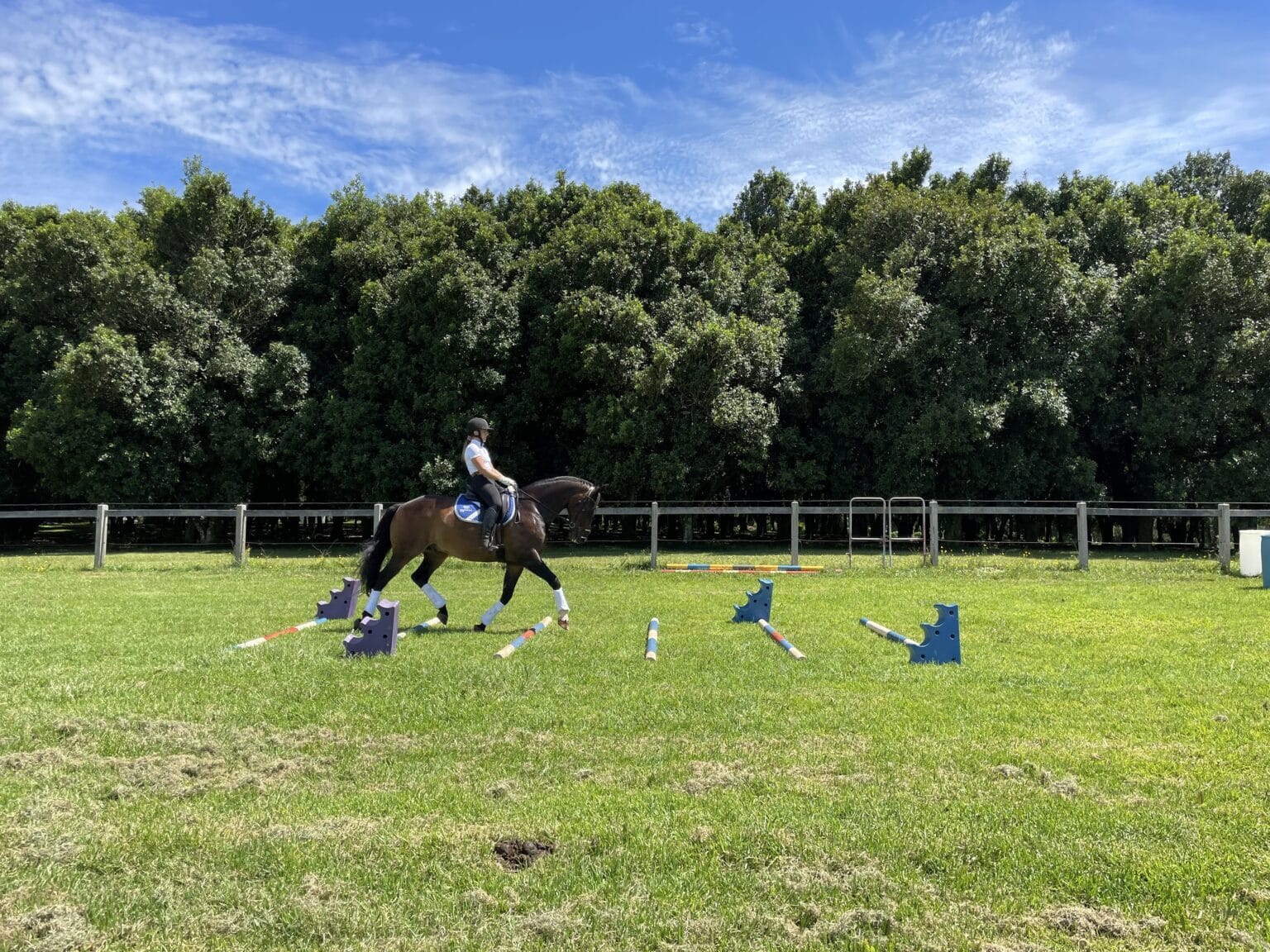 6 Simple Trot Pole Exercises To Build Strength & Conditioning ...