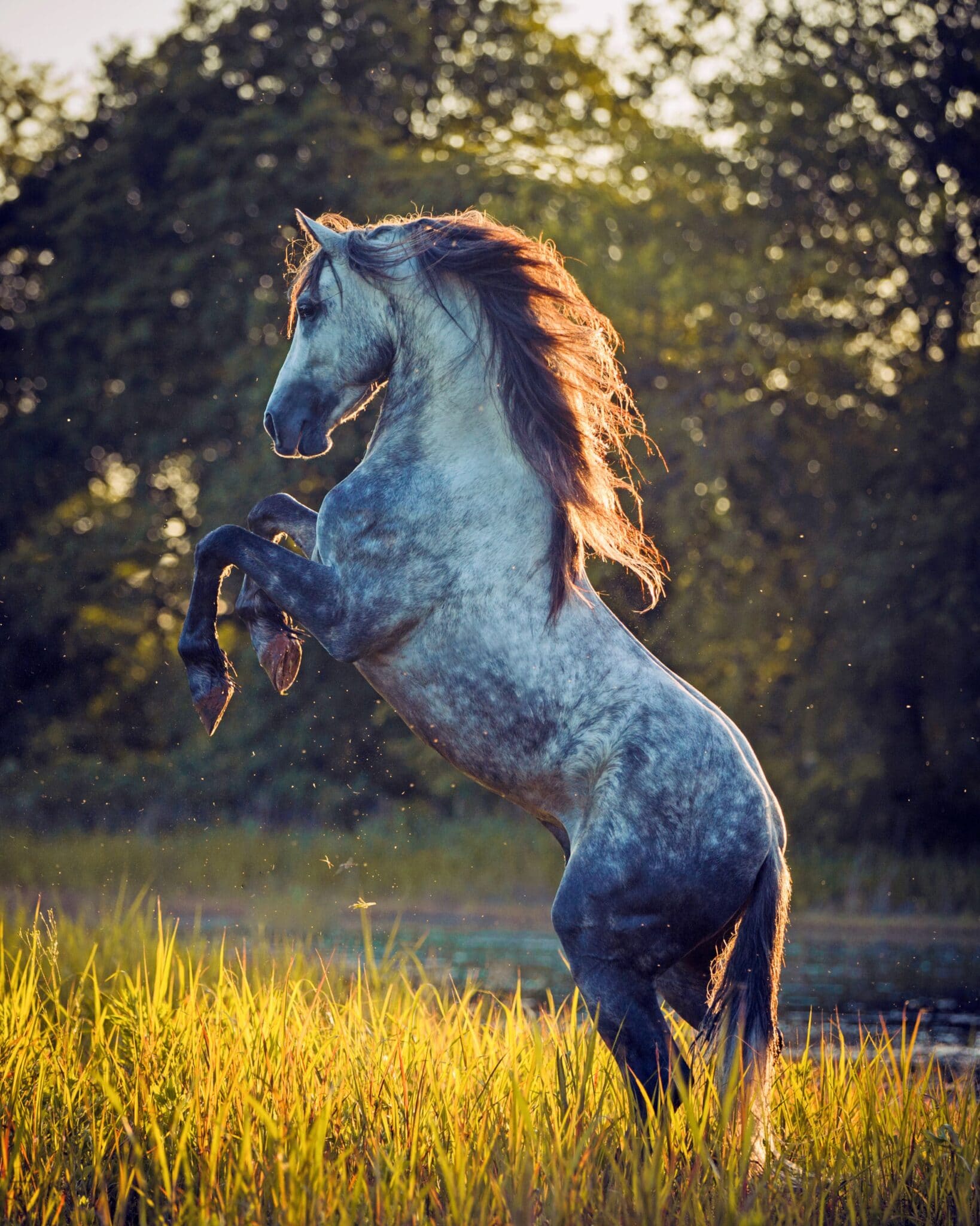 Breed Feature: The Warlander - Equestrian Hub