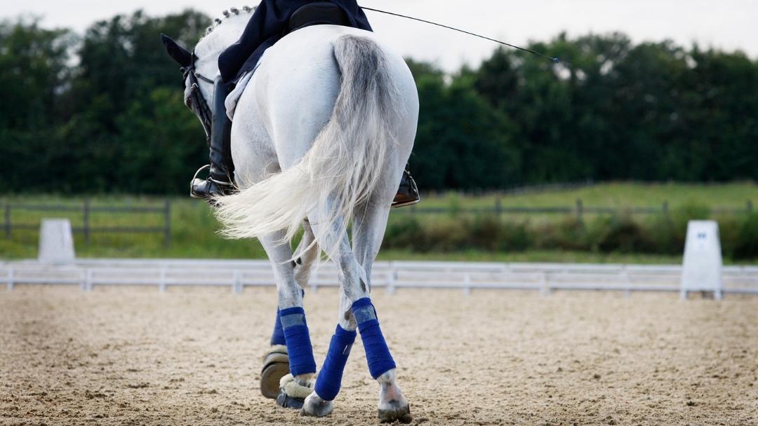 Dressage Movements Decoded - Equestrian Hub