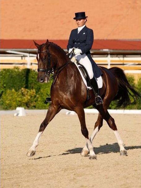 Dressage Movements Decoded - Equestrian Hub
