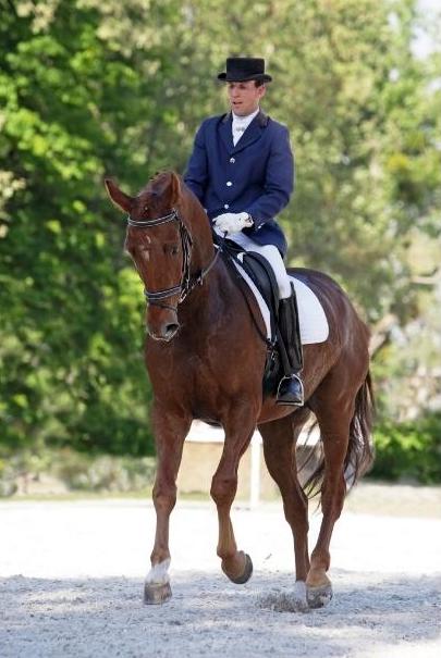 Dressage Movements Decoded - Equestrian Hub