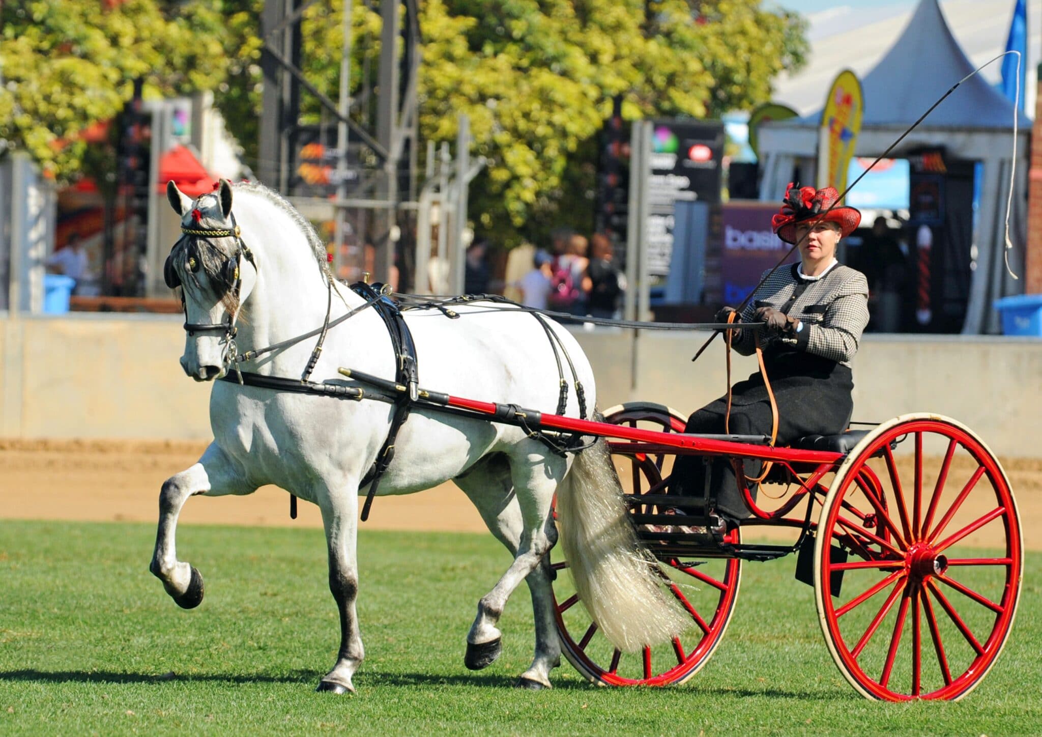 Breed Feature: The Warlander - Equestrian Hub