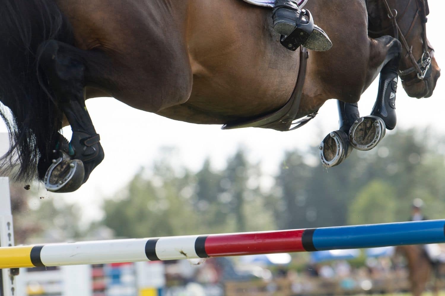 Australian Showjumping Championships Wrap Up - Equestrian Hub