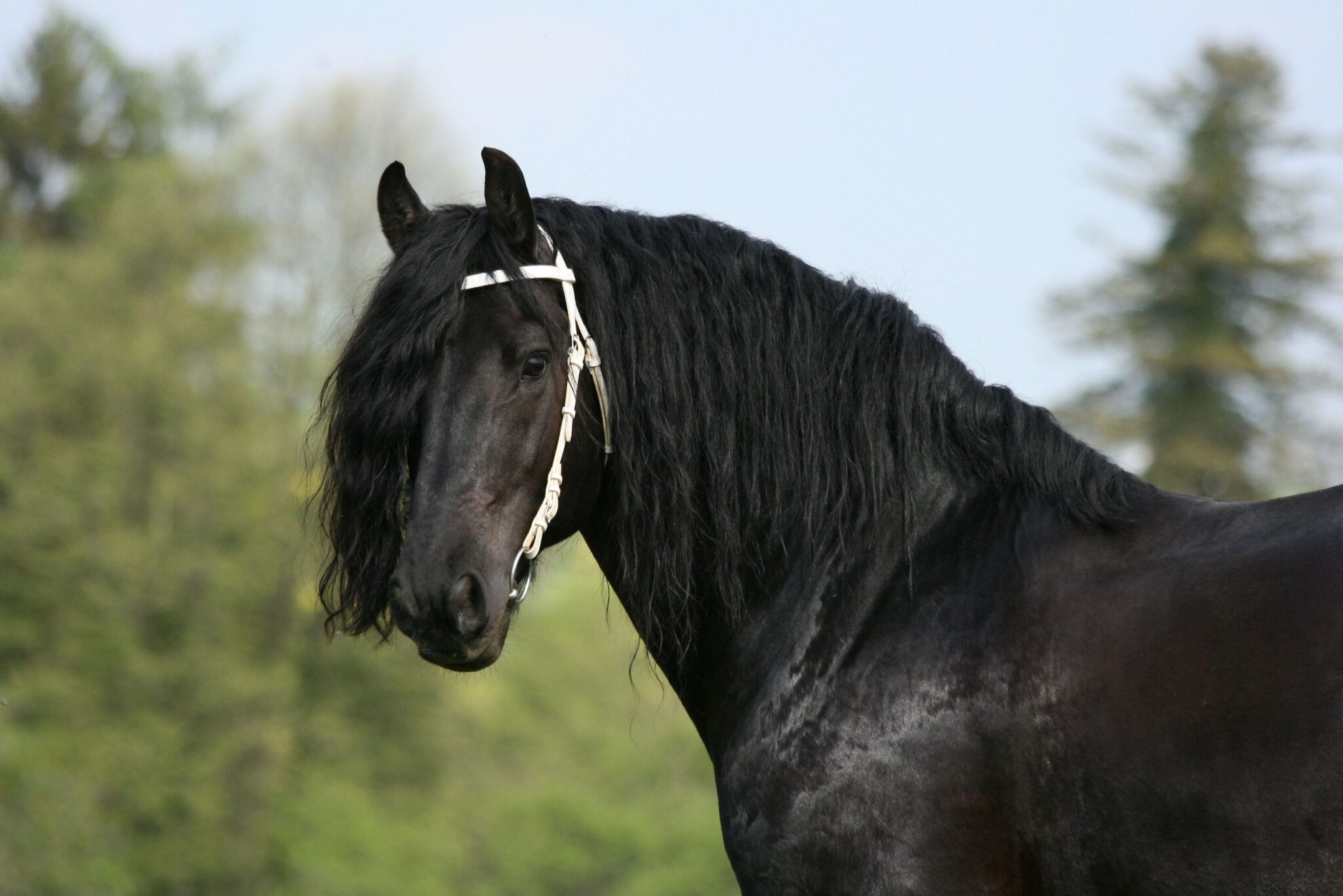 Breed Spotlight: The Friesian - Equestrian Hub