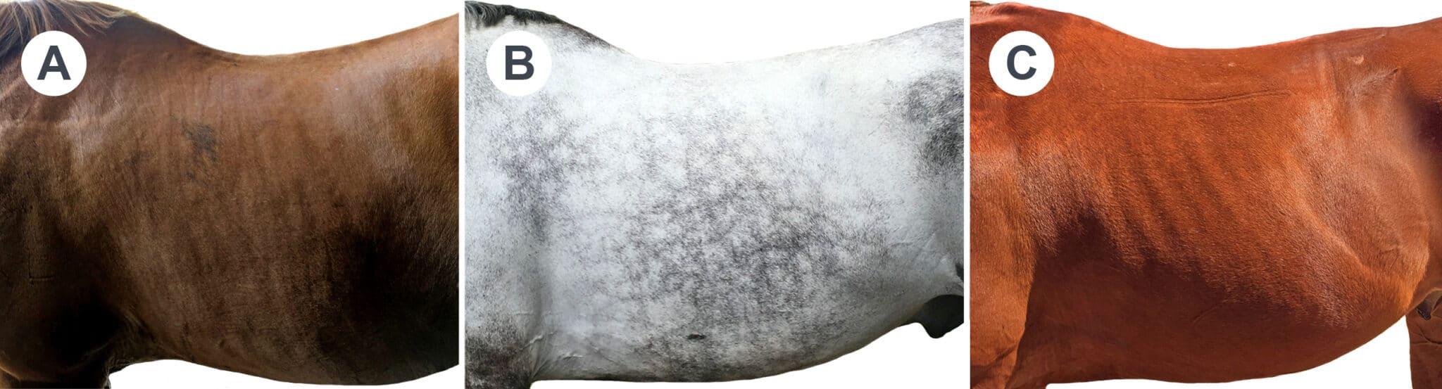 Getting to Grips with Girths: Part 2 - Equestrian Hub