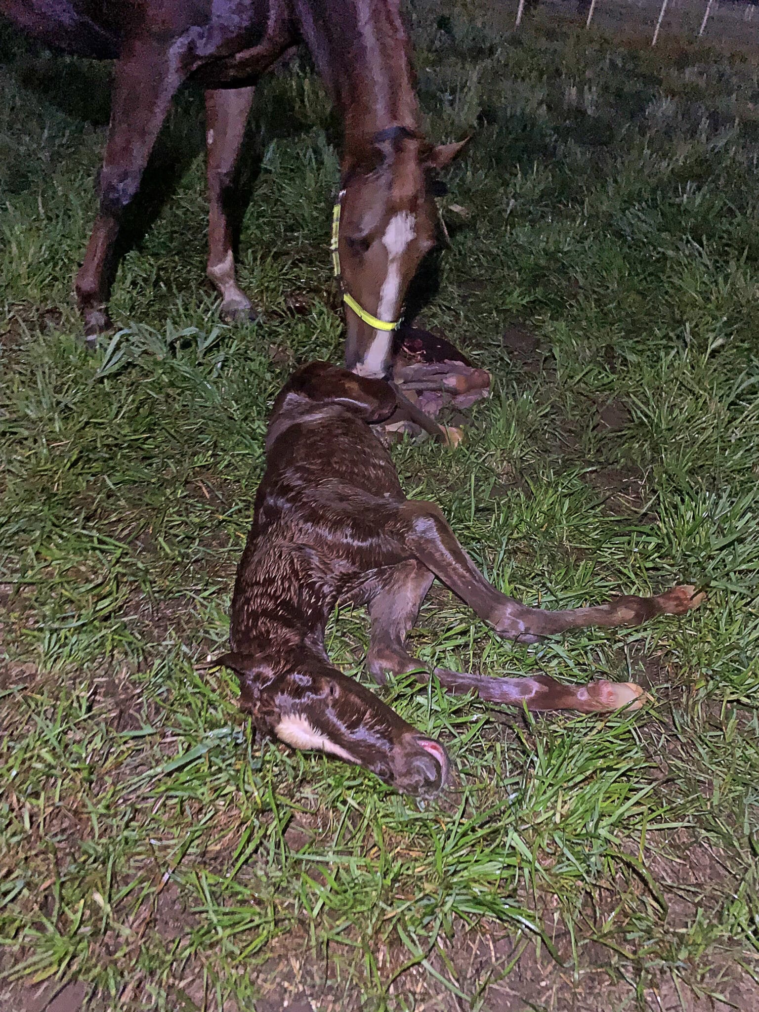 Red Bag Foaling - Equestrian Hub