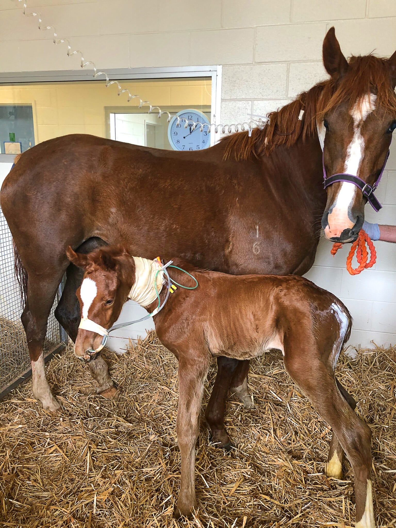 Red Bag Foaling - Equestrian Hub