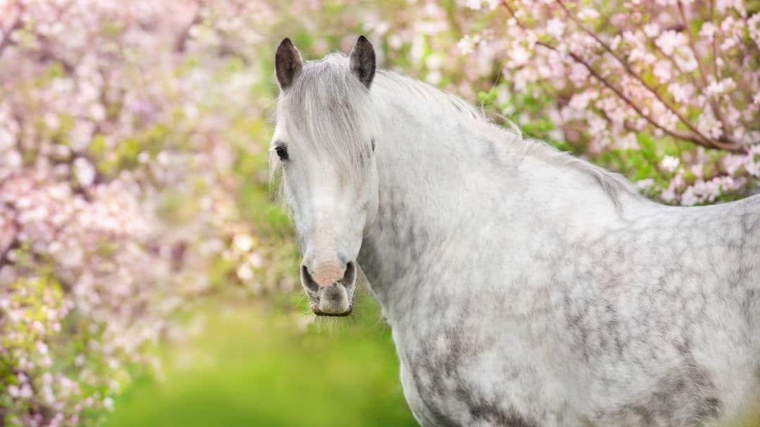 Pretty in Pink - Equestrian Hub