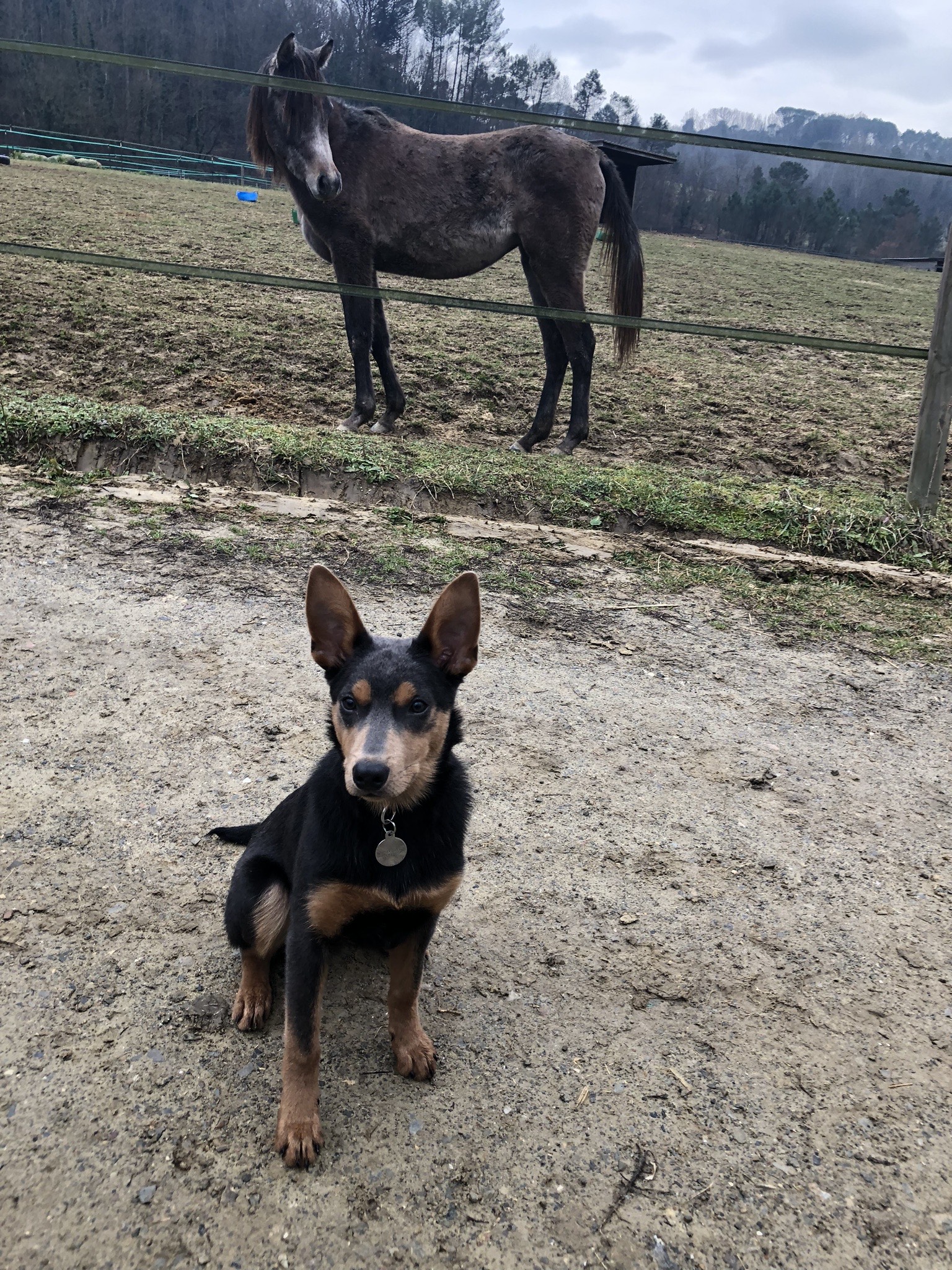 How To Choose The Perfect Horse Hound - Equestrian Hub