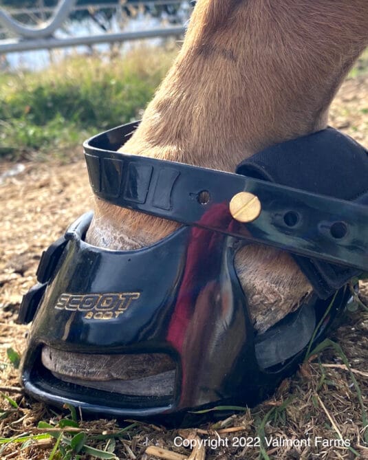 How Hoof Boots can Aid Hoof Rehabilitation - Equestrian Hub