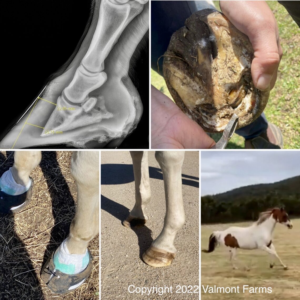 How Hoof Boots can Aid Hoof Rehabilitation - Equestrian Hub