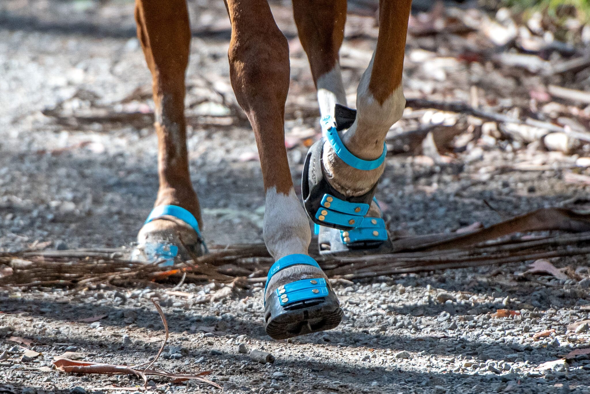 How Hoof Boots can Aid Hoof Rehabilitation - Equestrian Hub