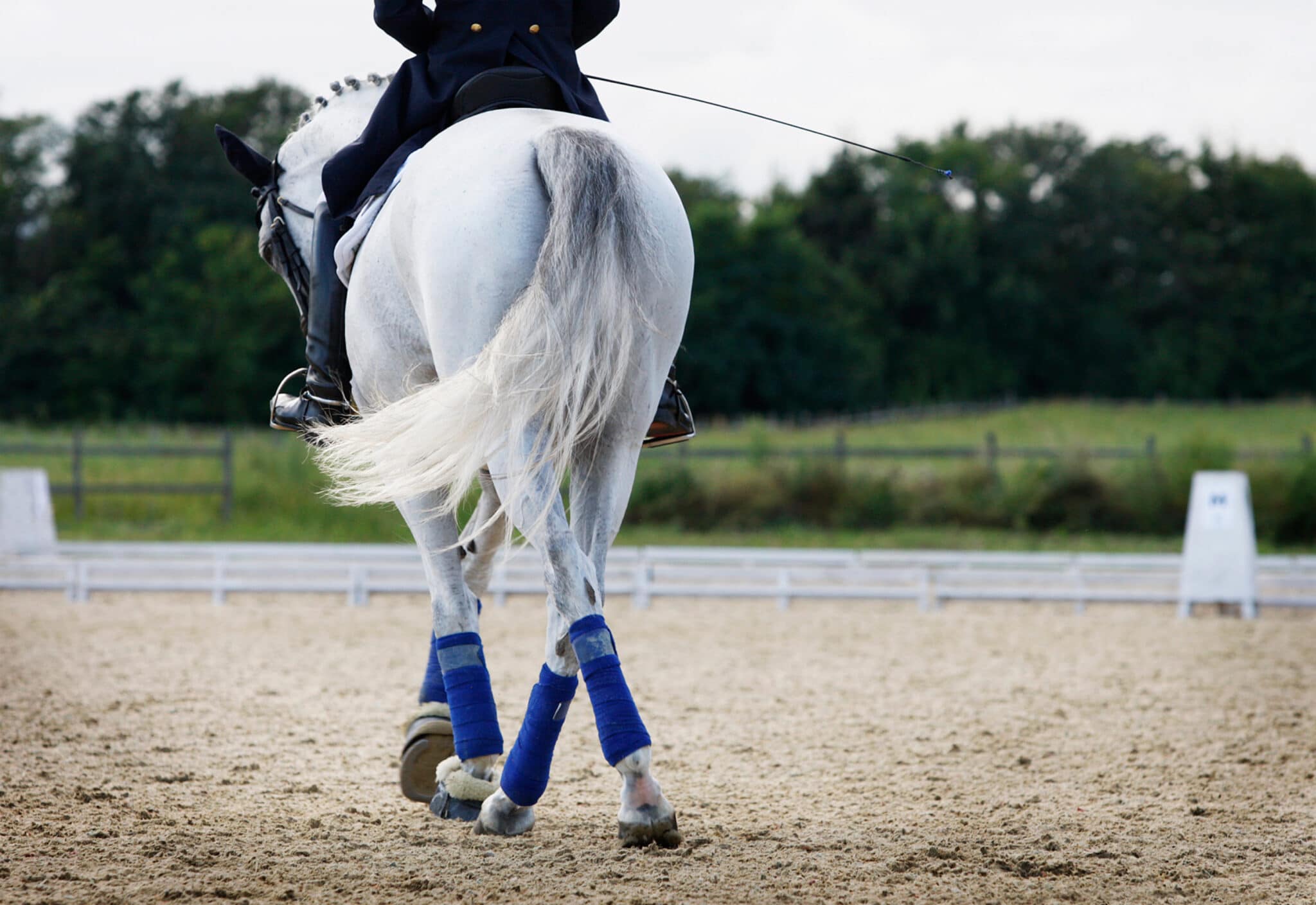 Introducing sideways - Equestrian Hub