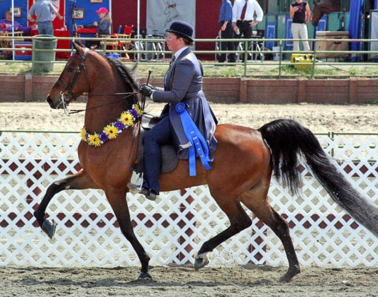 The mighty Morgan - Equestrian Hub
