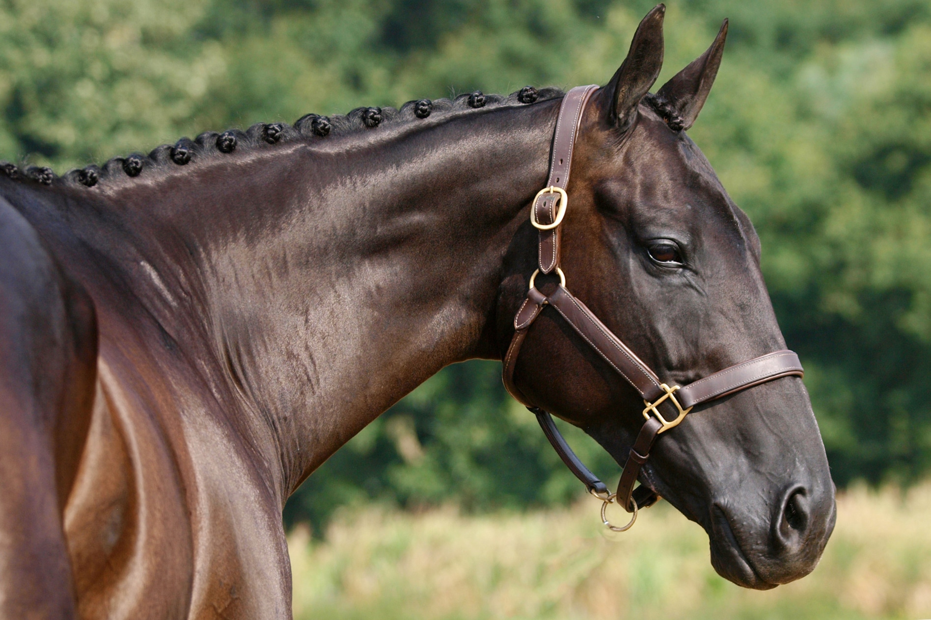 Plaiting perfection - Equestrian Hub