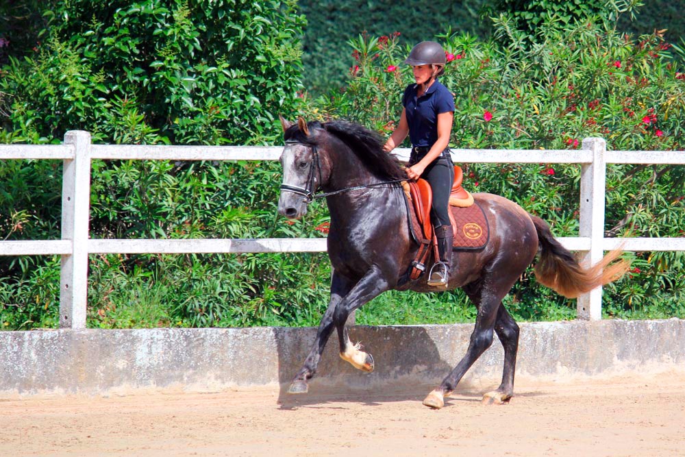 The Barb - Equestrian Hub