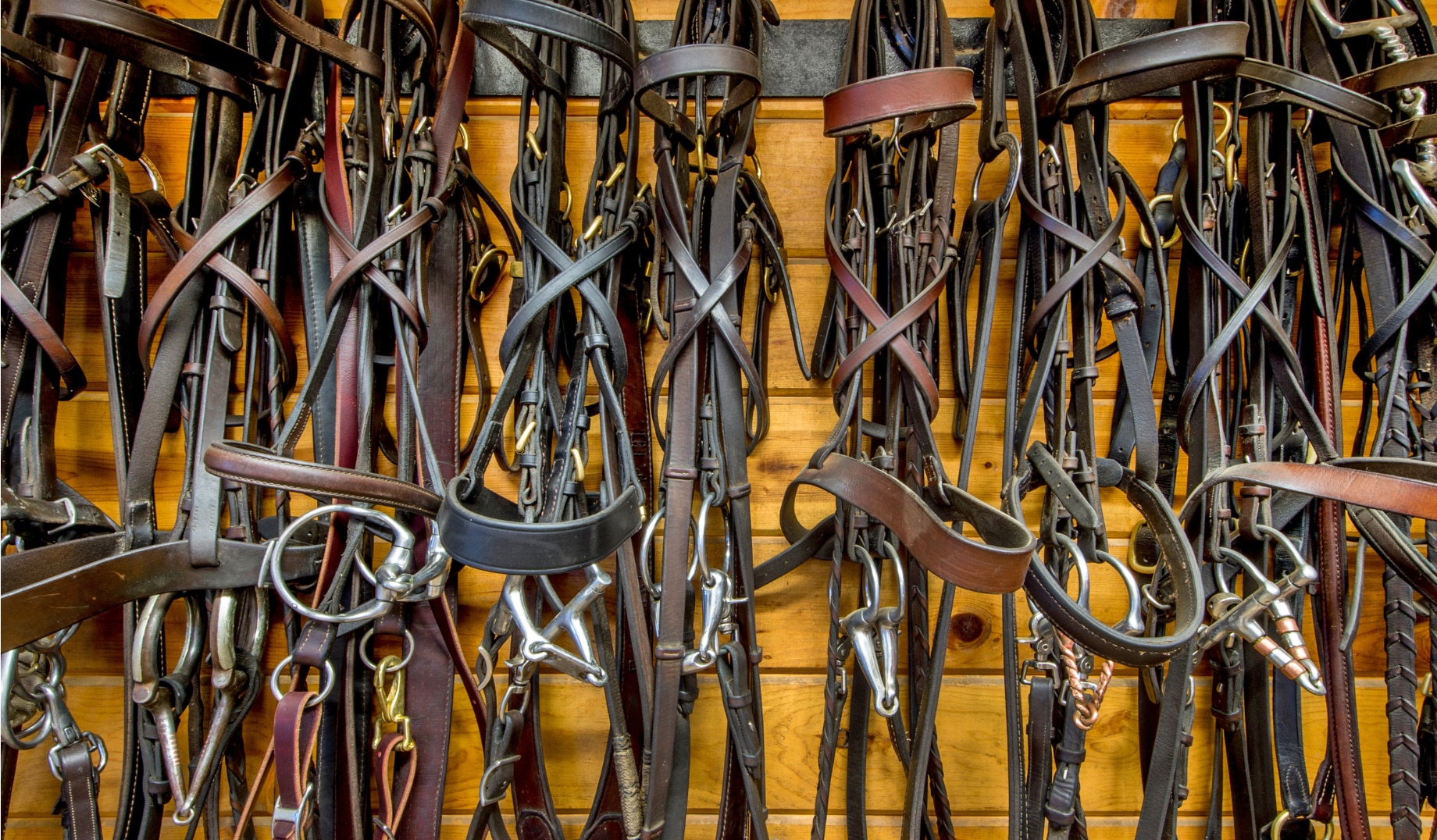 On the bit Part 1 - Equestrian Hub