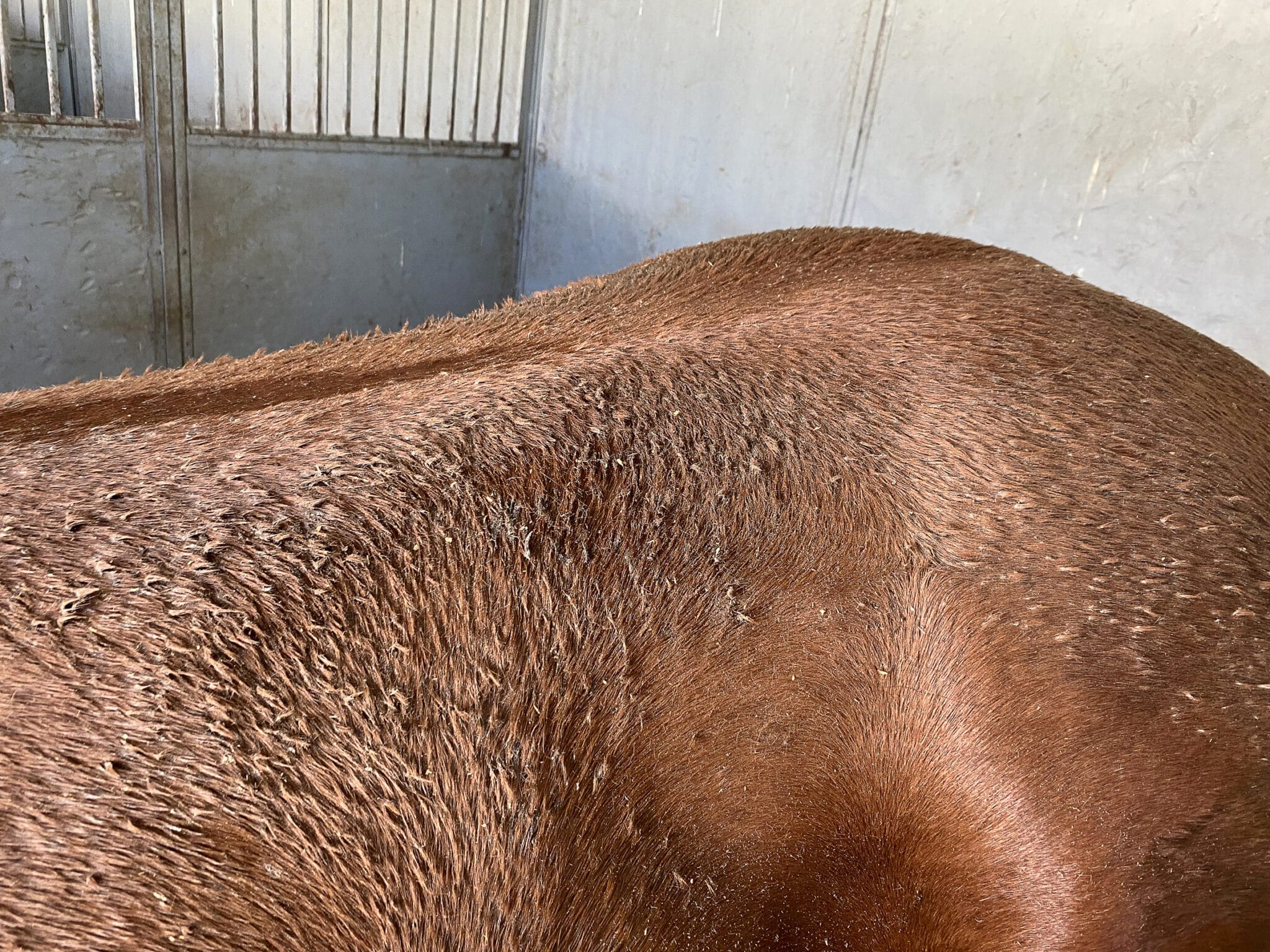 Wet weather woes - Equestrian Hub