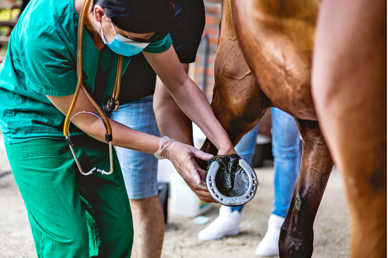 Vet Vibes: Lameness - Equestrian Hub