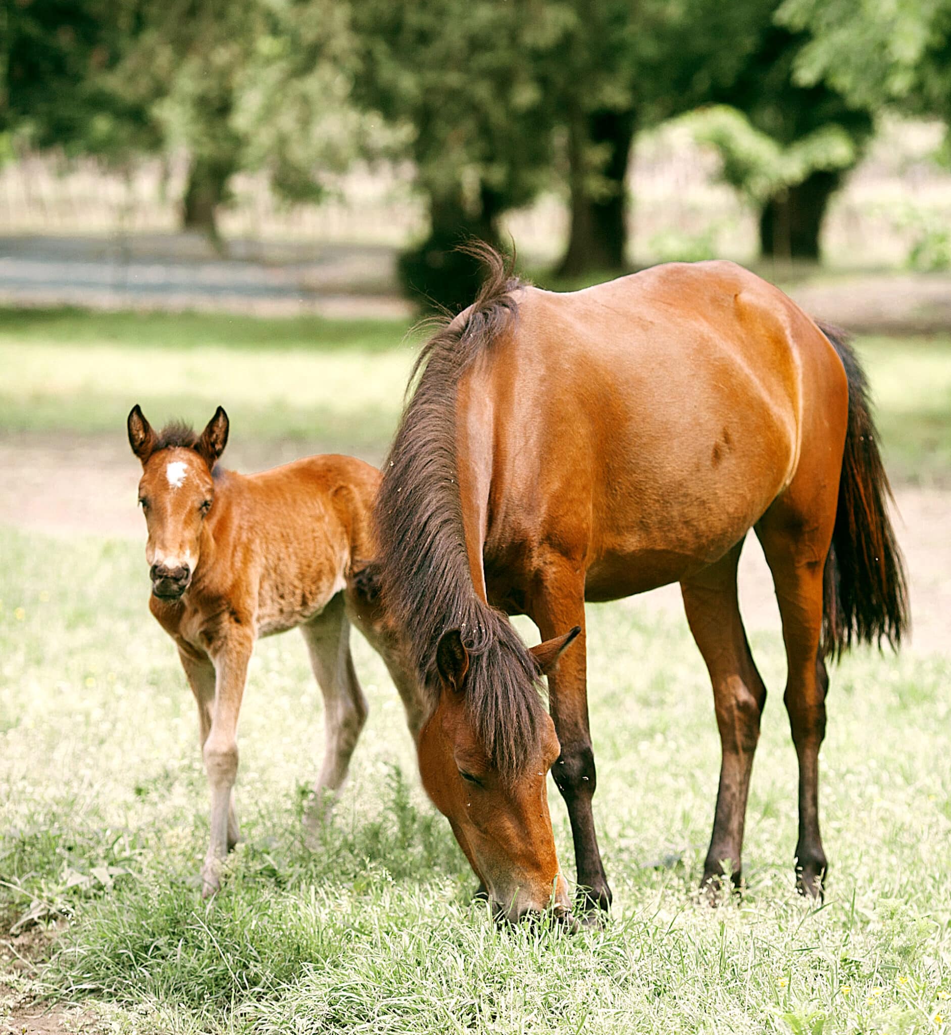 From weaning to winning - Equestrian Hub