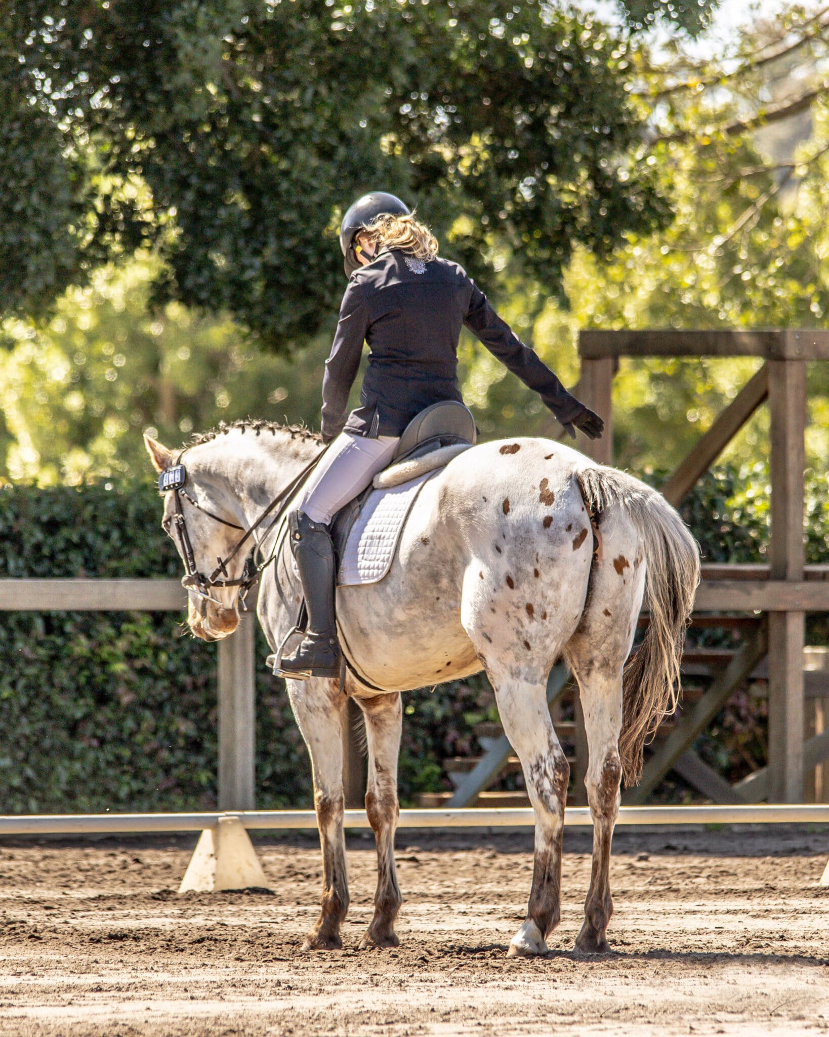 Ready, set, halt - Equestrian Hub