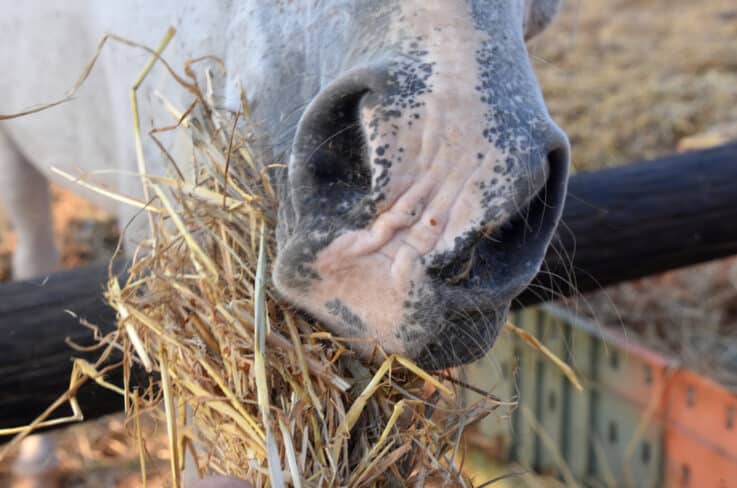 Roughage, forage and fibre - Equestrian Hub