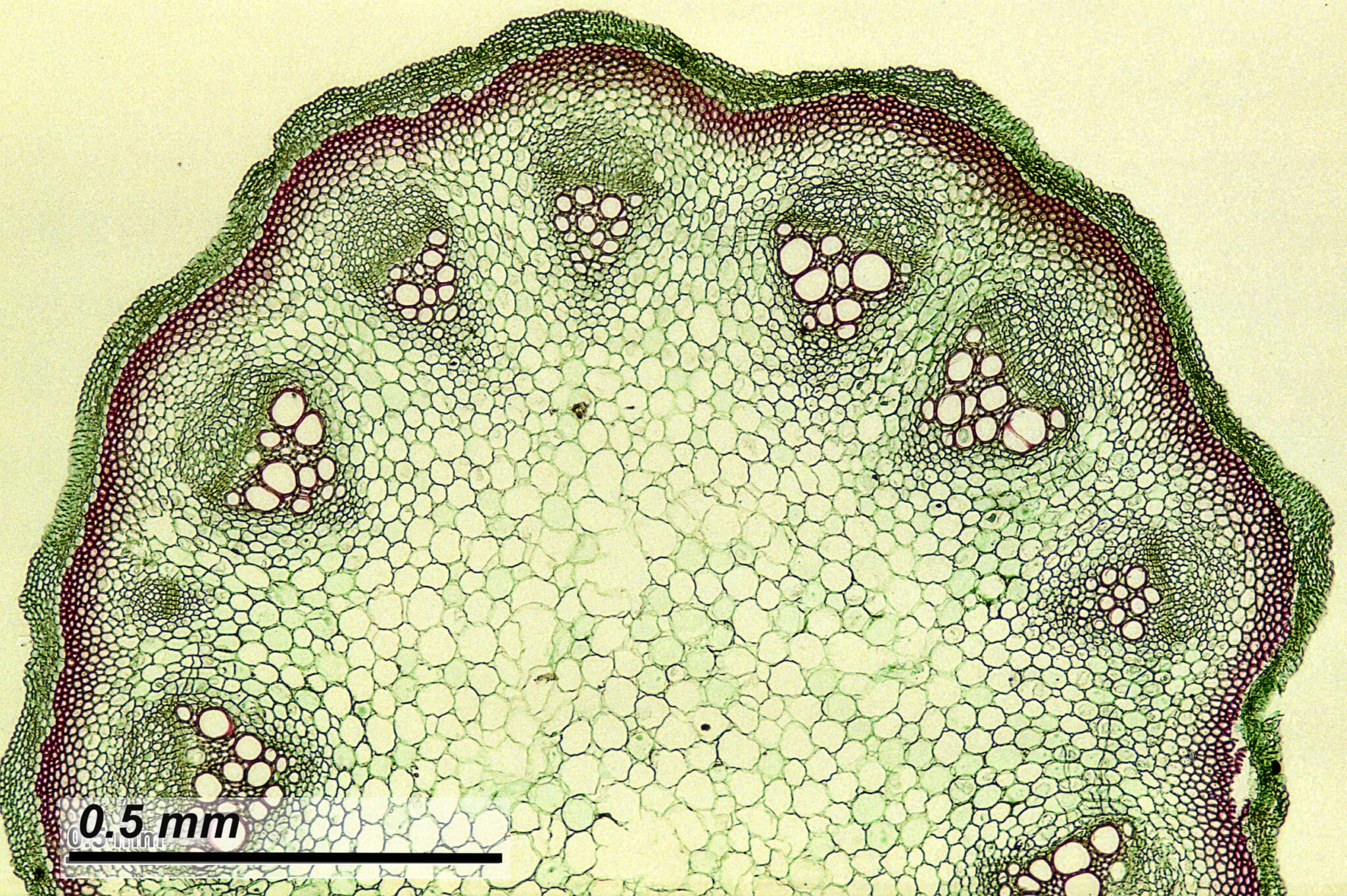 Roughage, forage and fibre - Equestrian Hub