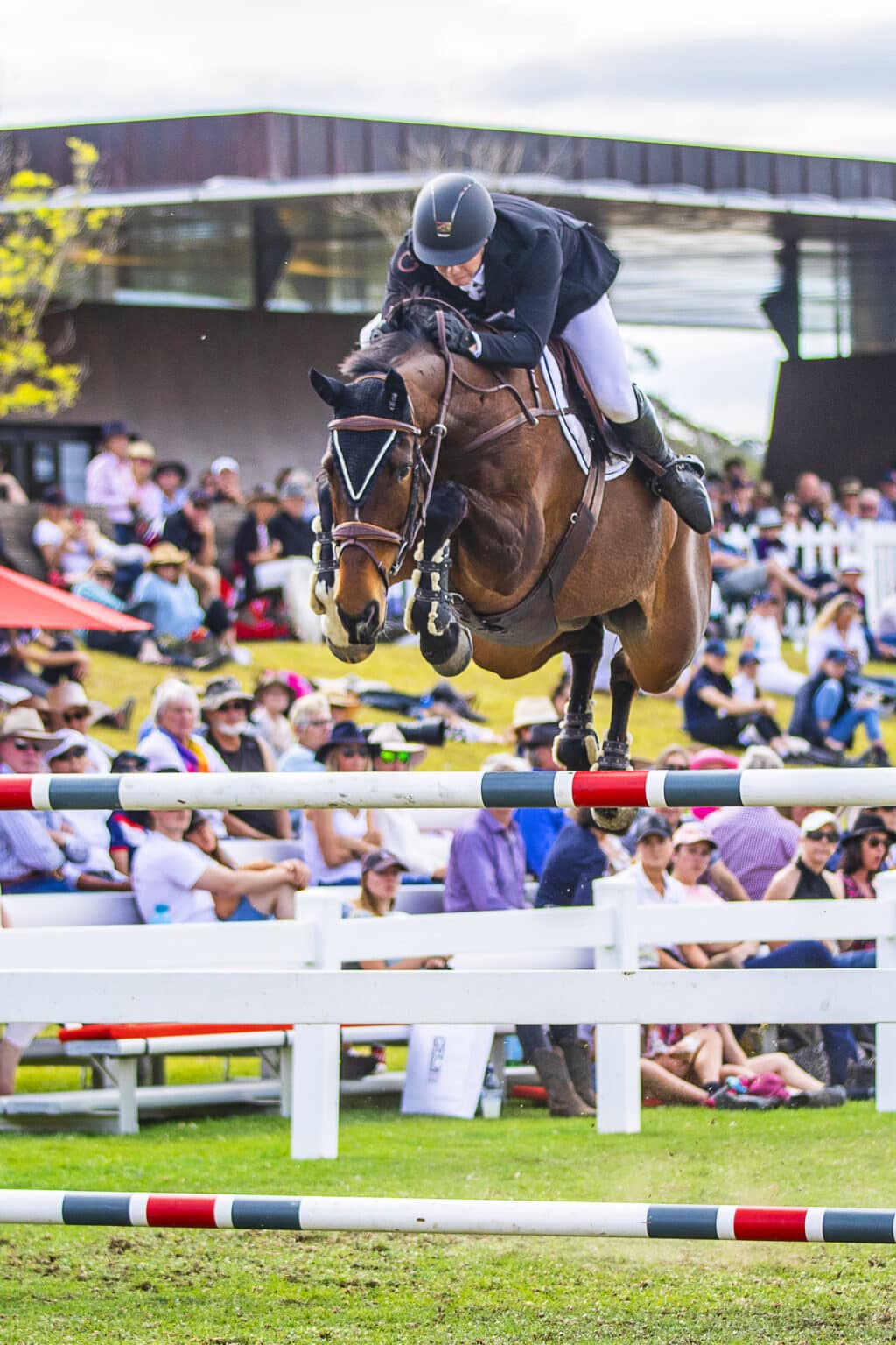 Dedication pays dividends with Aaron Hadlow - Equestrian Hub