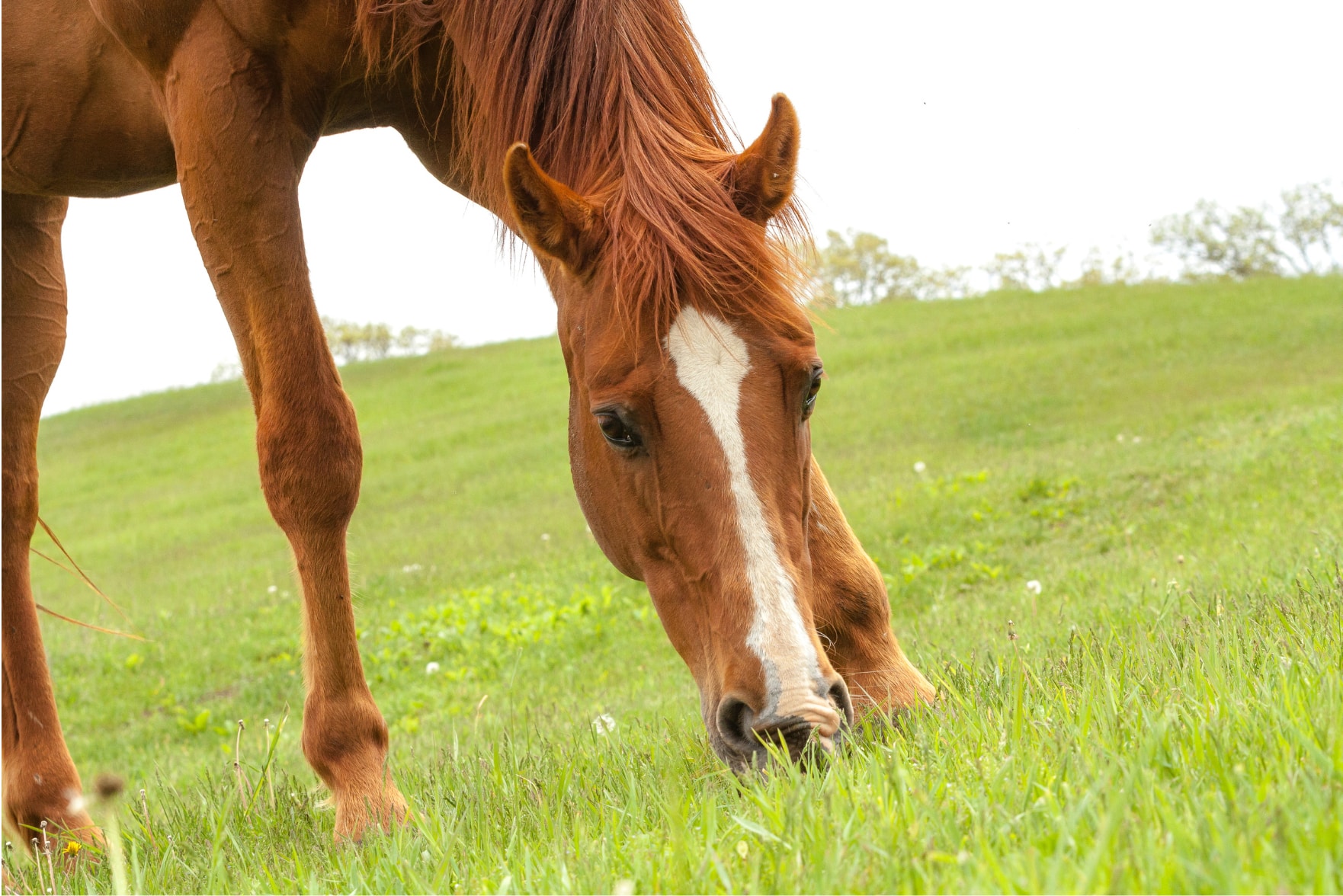 Roughage, forage and fibre - Equestrian Hub