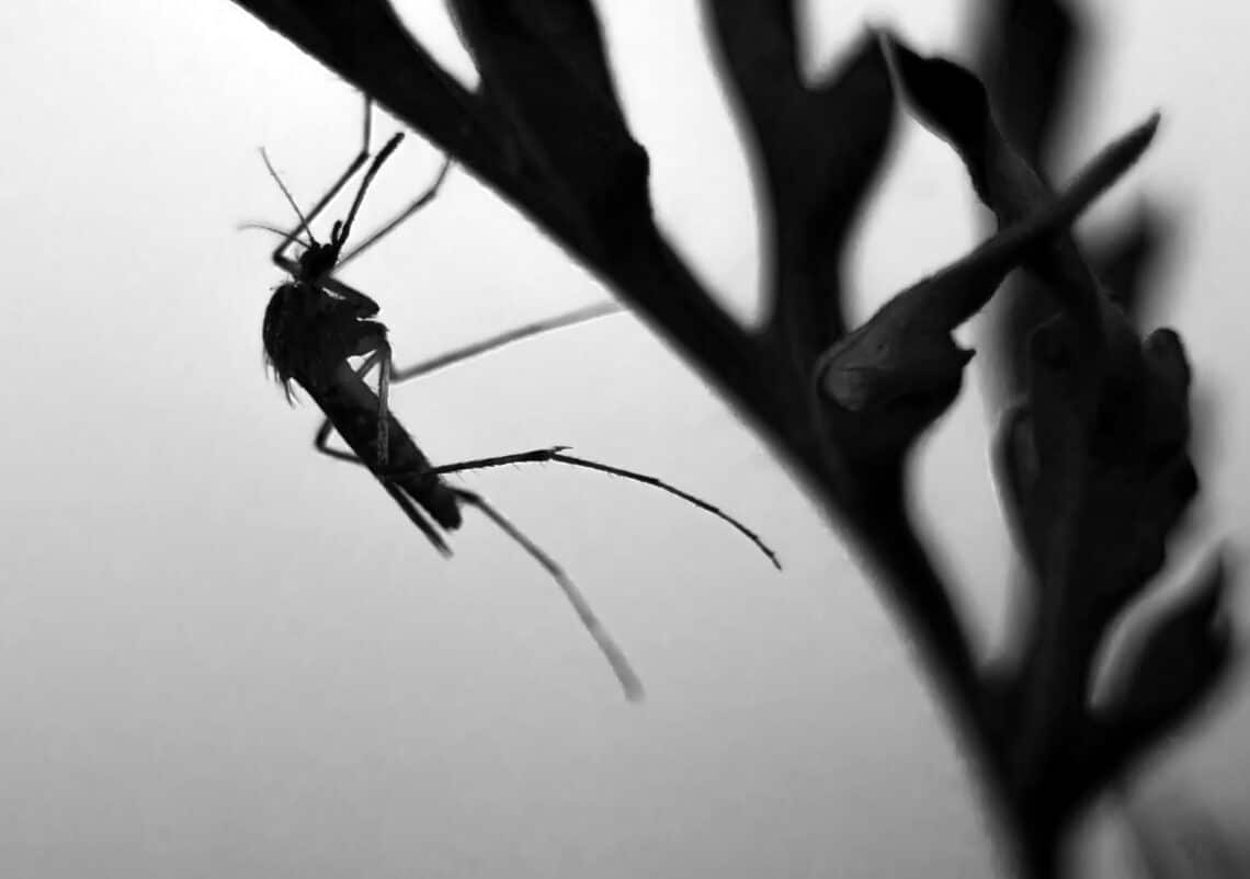 Midges, mites and mozzies - Equestrian Hub