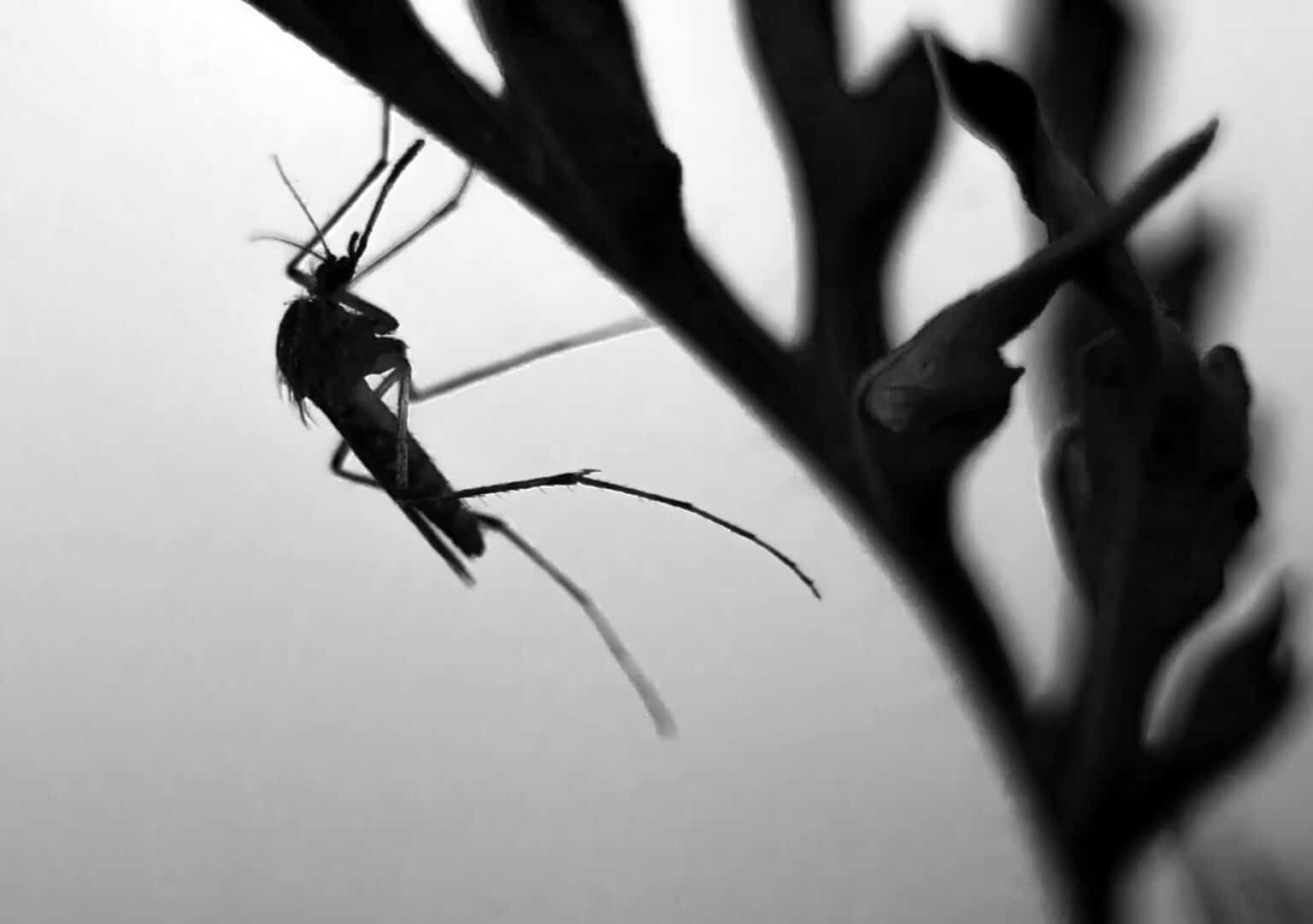 Midges, mites and mozzies - Equestrian Hub