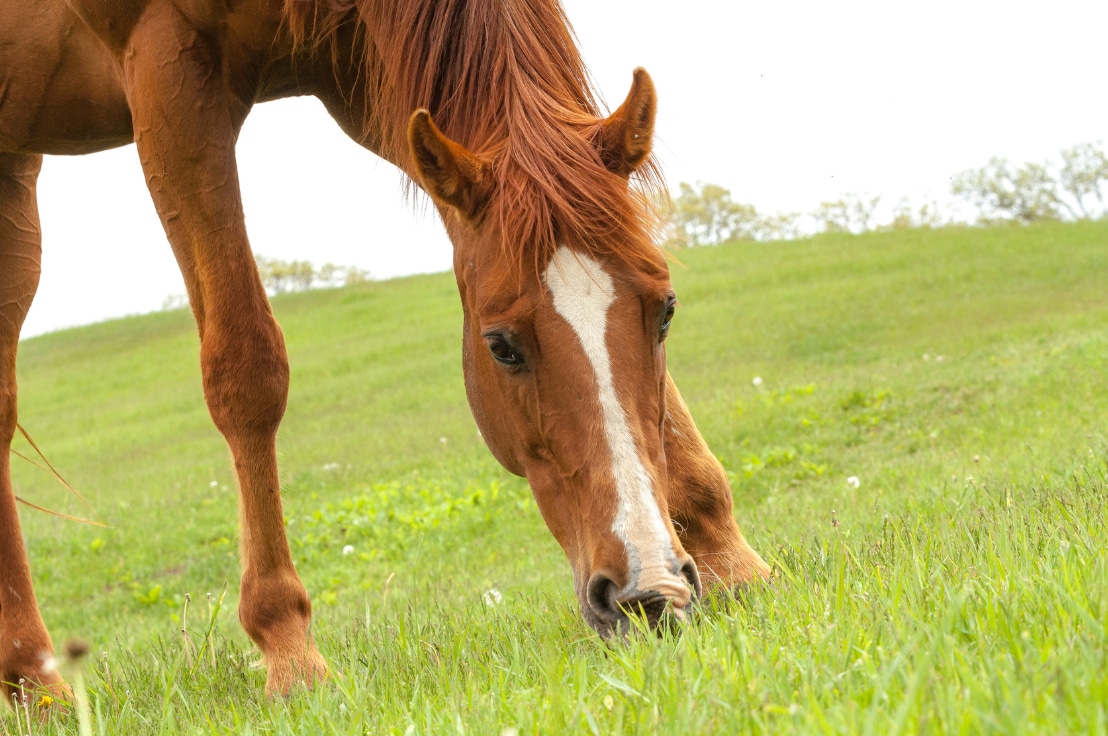 Worming Wisdom with Dr Doug English - Equestrian Hub