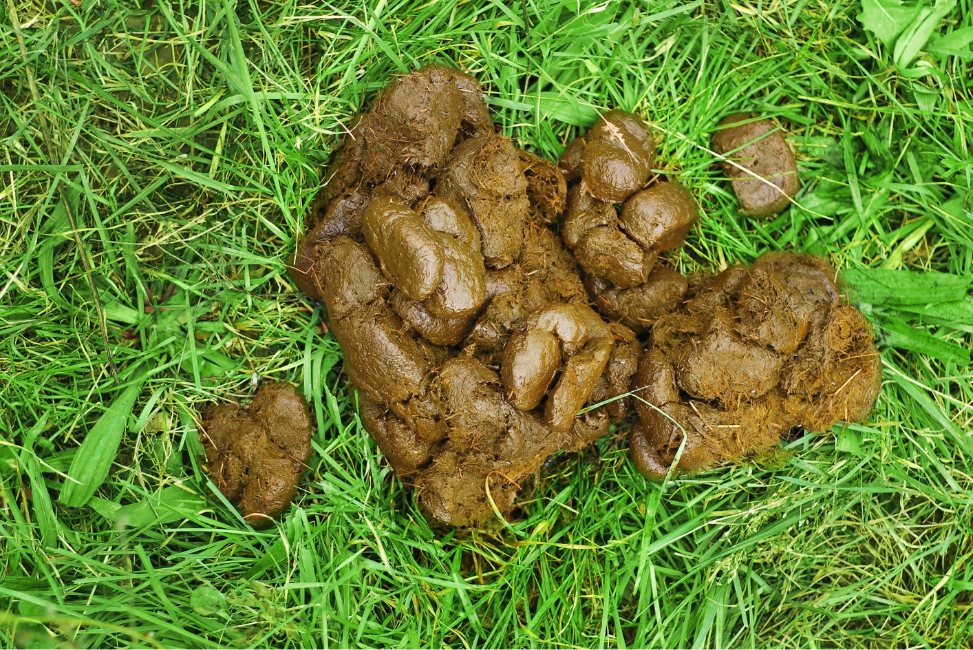 A case of Coprophagy with Dr Peter Huntington - Equestrian Hub